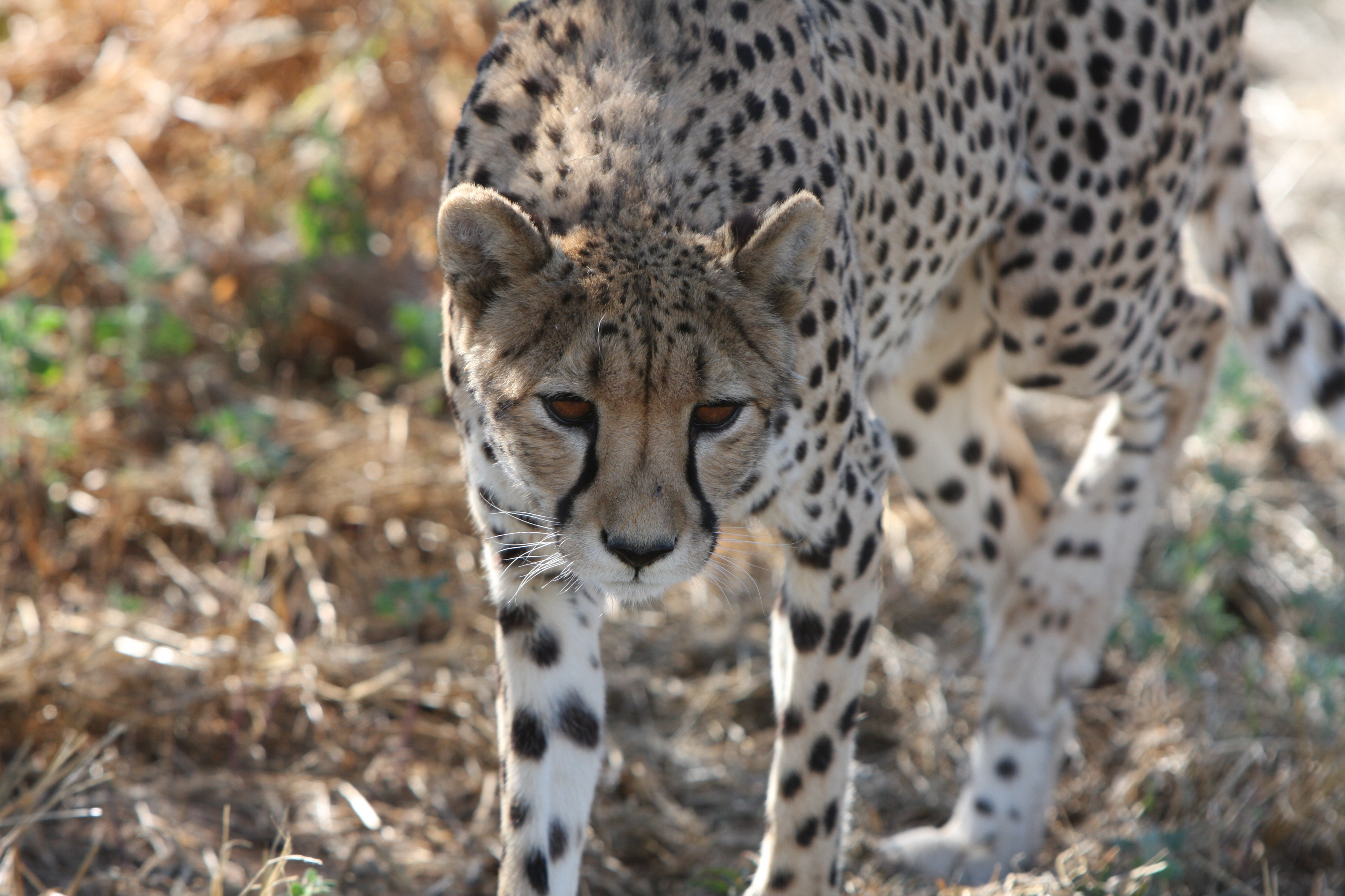 Cheetah Namibia Wild free image download