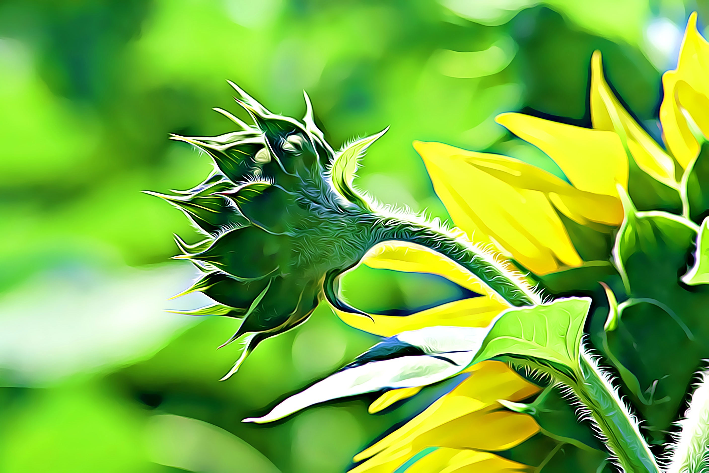 Digital Graphics Sunflower free image download