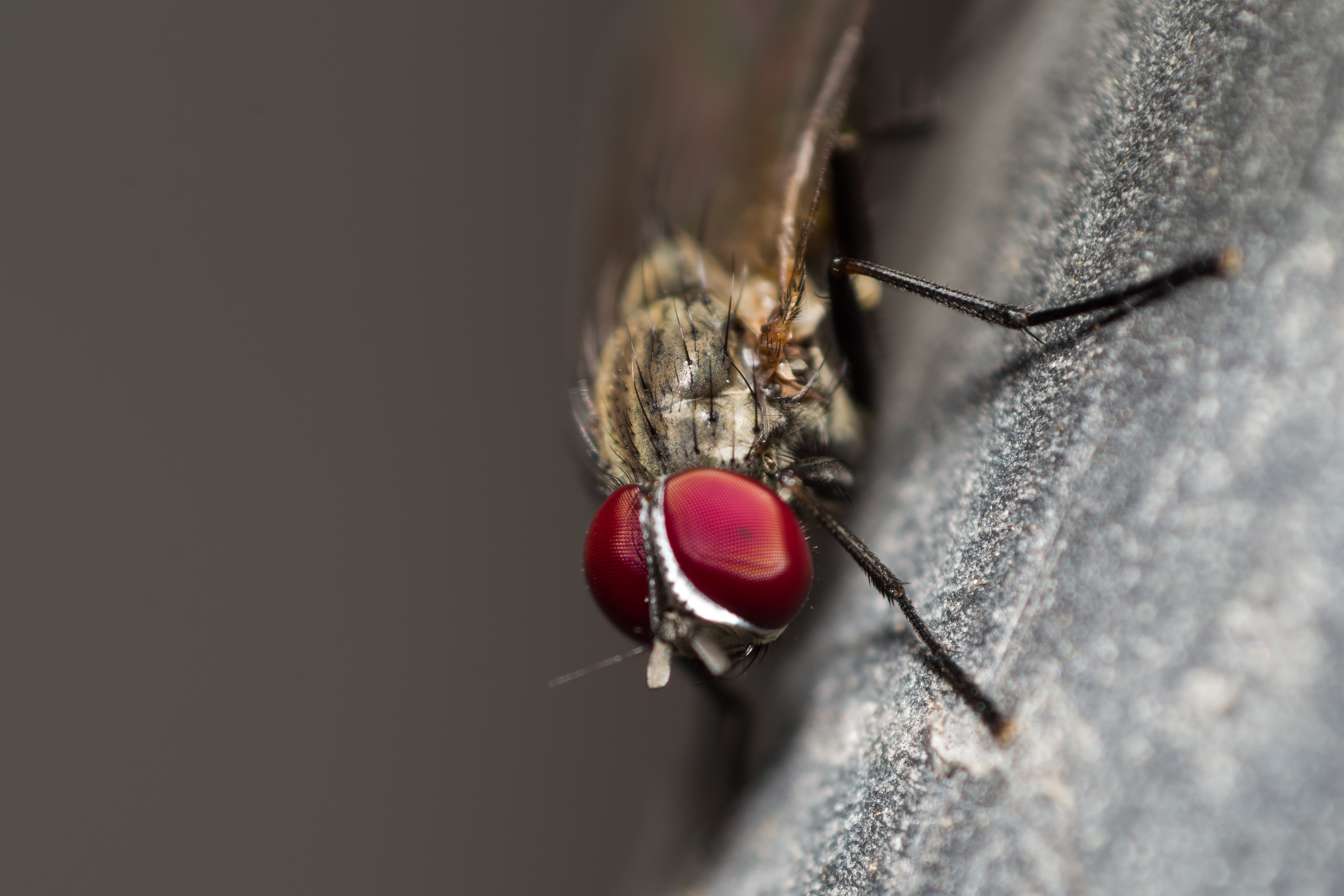 Fly with red eyes free image download