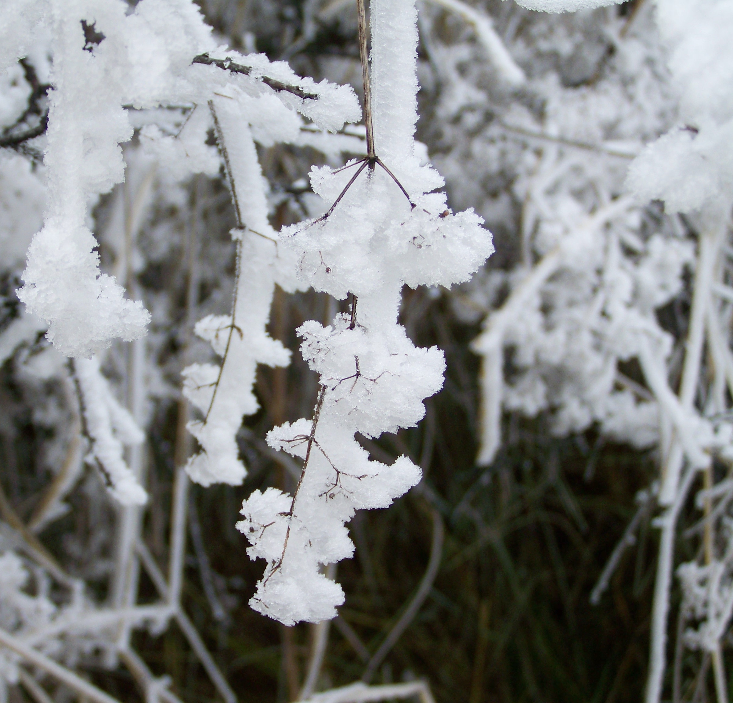 Winter Vegetation nature macro free image download