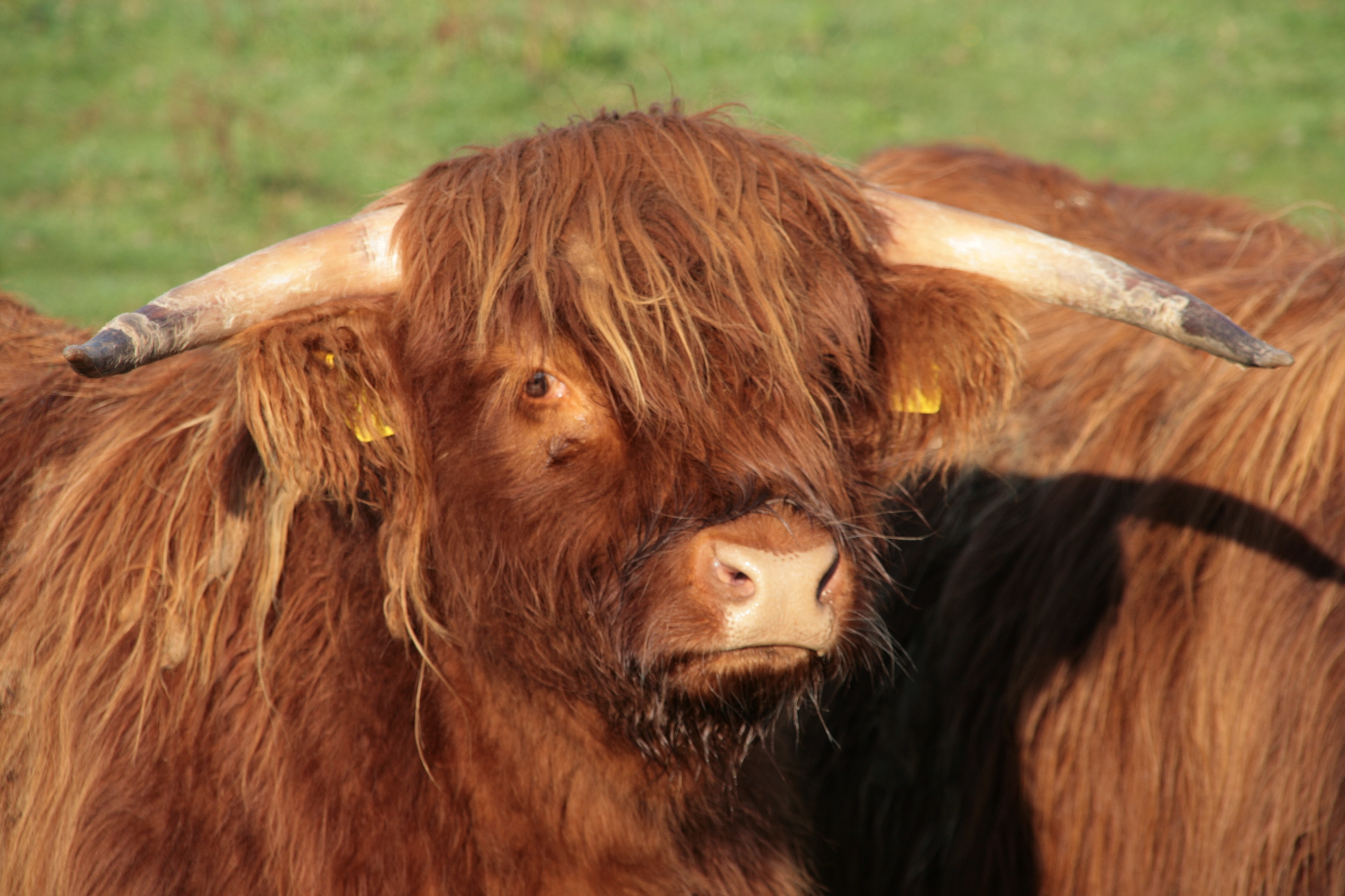 Beef Horns Highland free image download