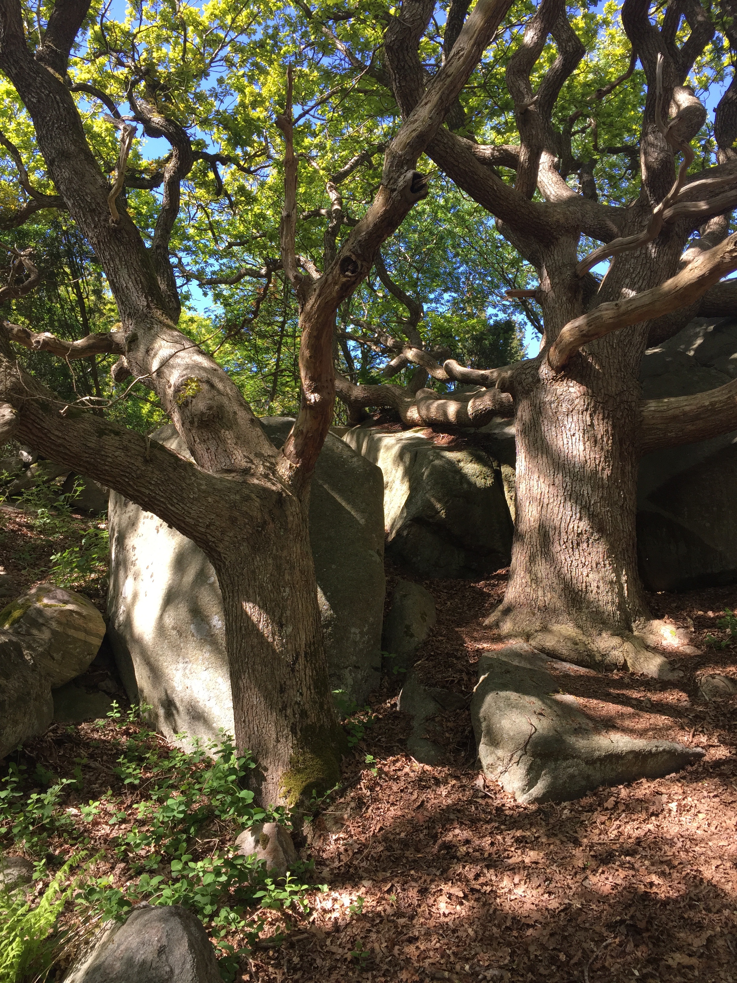 Tree Gnarled free image download