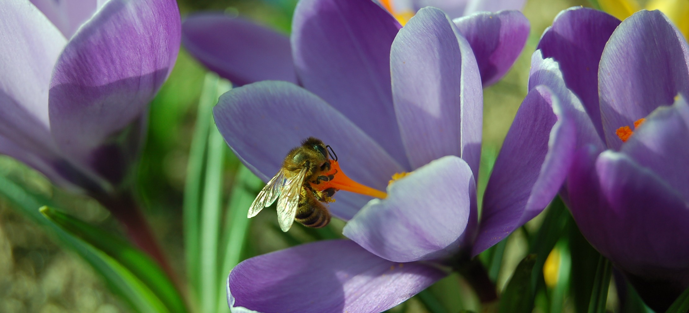 Krokus Spring purple Flowers free image download