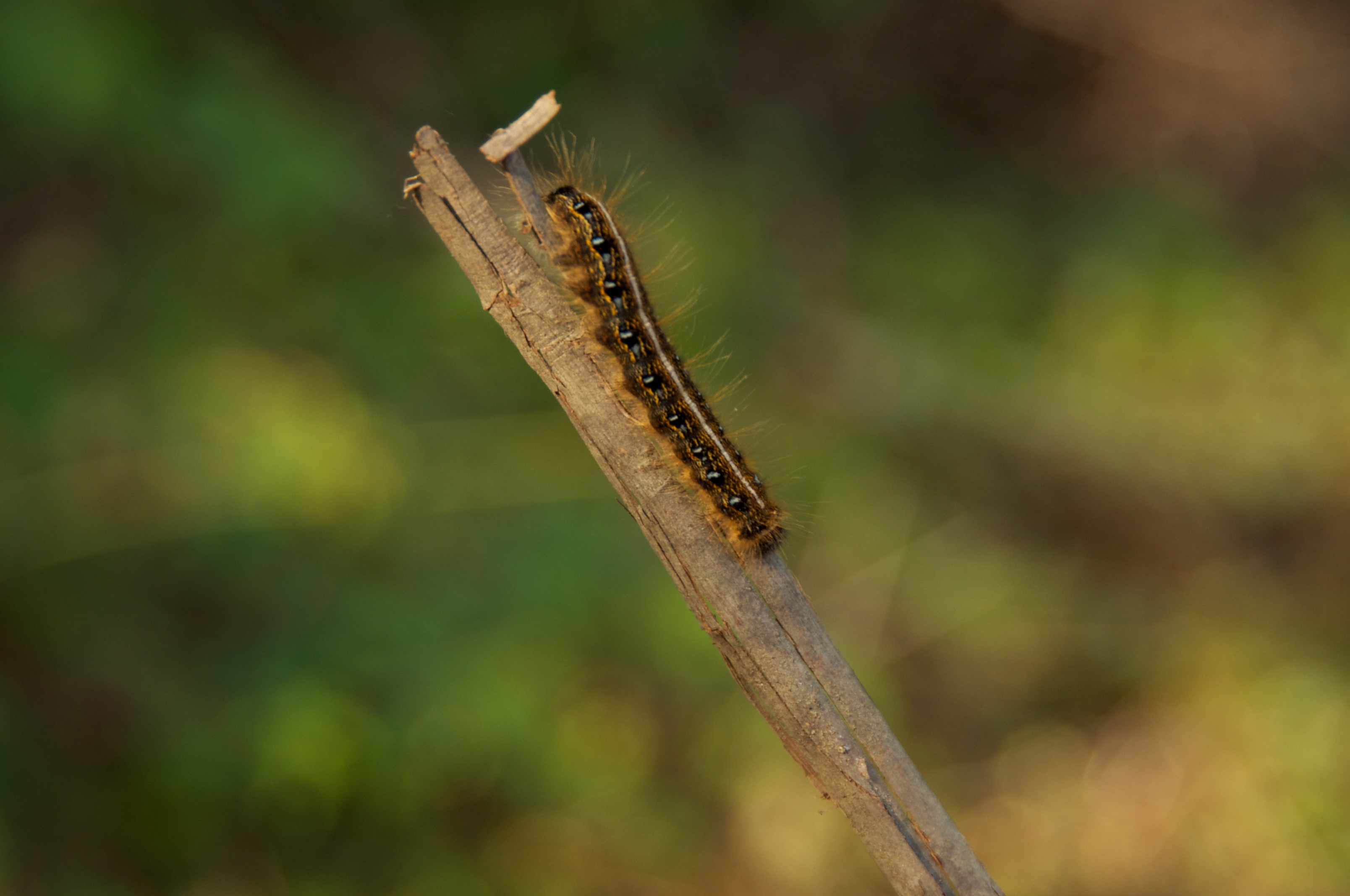 Caterpillar Stick Nature free image download