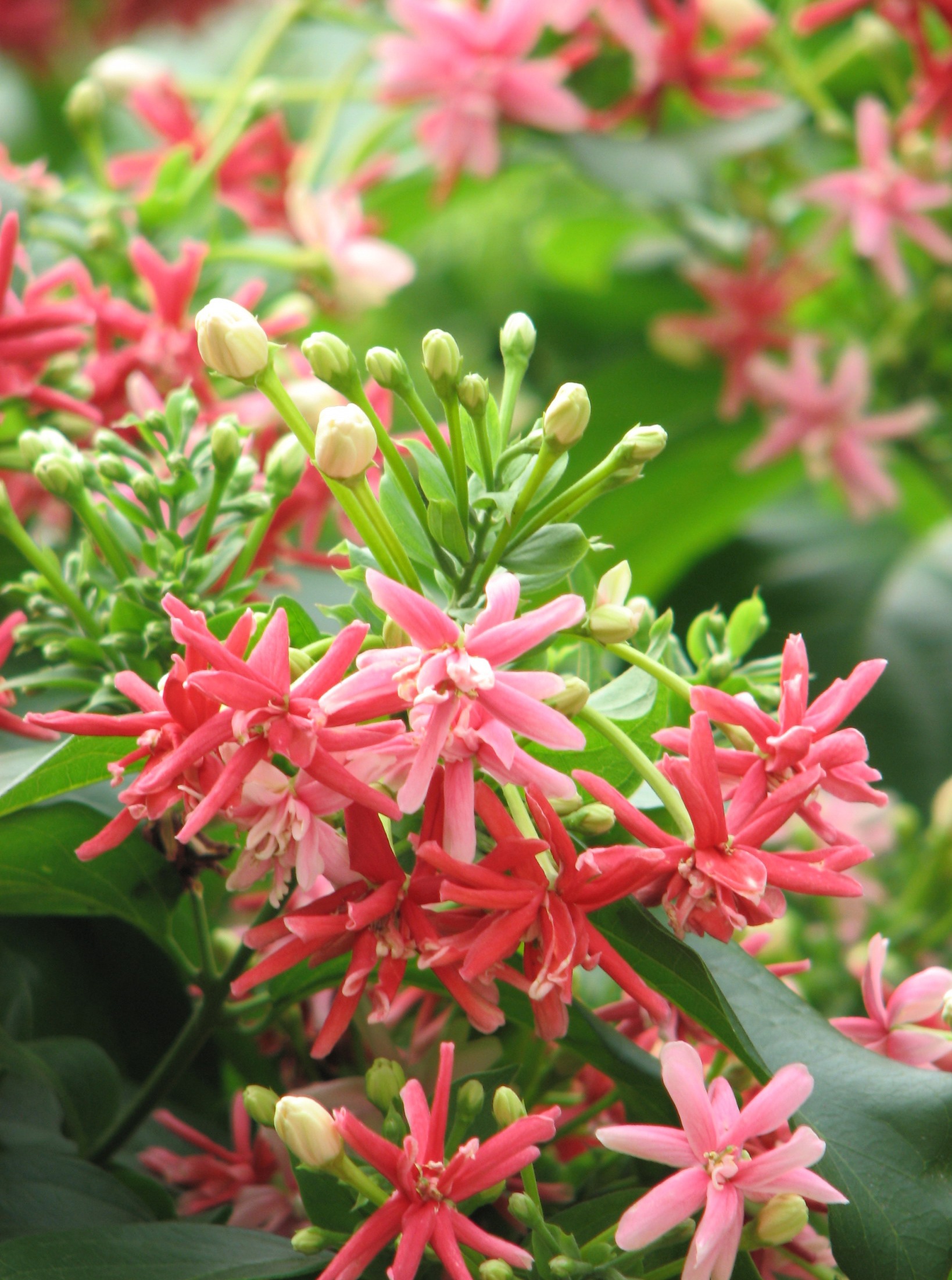 Beautiful gorgeous flowers in the garden free image download