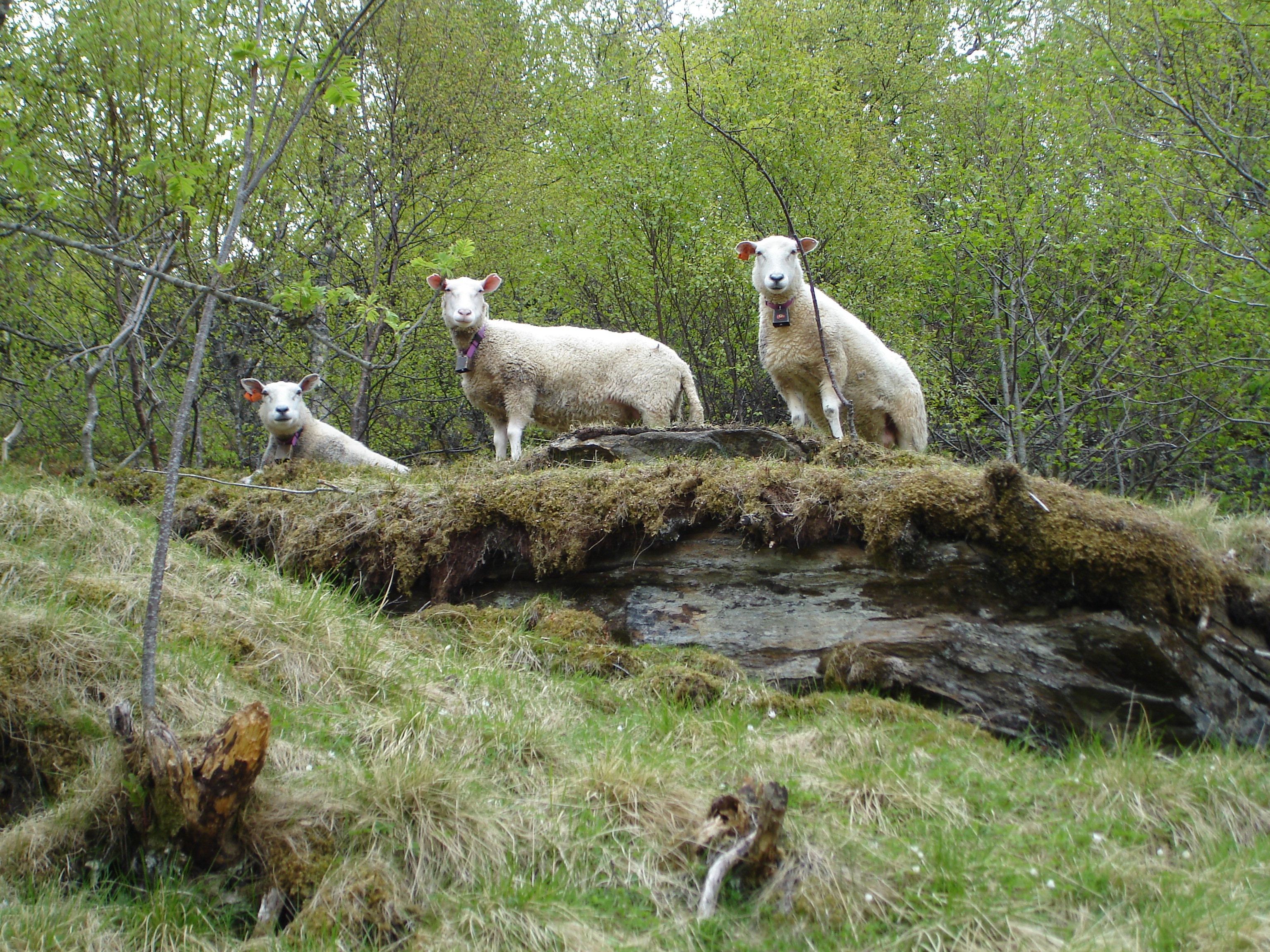 Sheep at The Nature Of Forest free image download