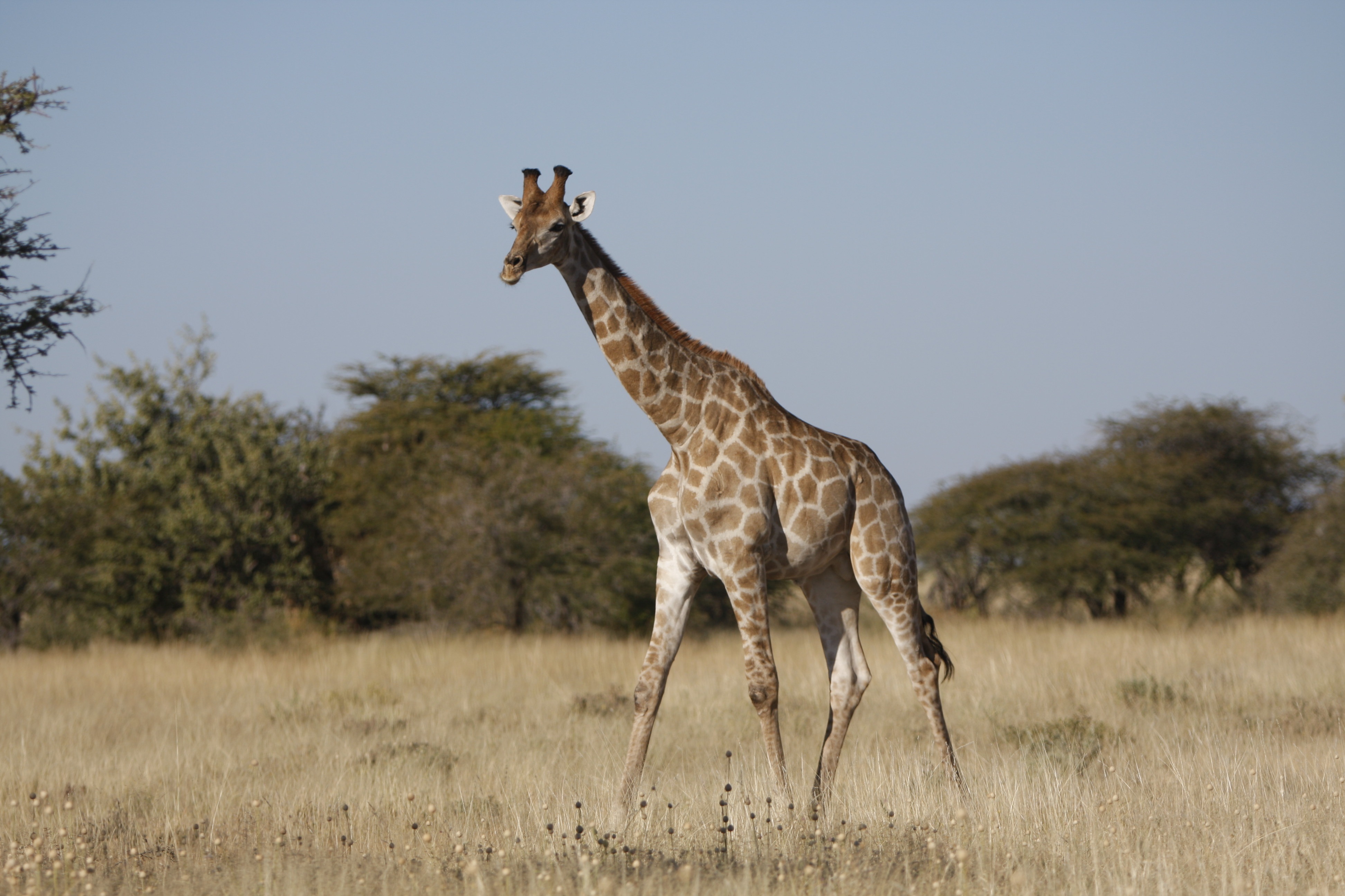 Giraffe Wild After South free image download