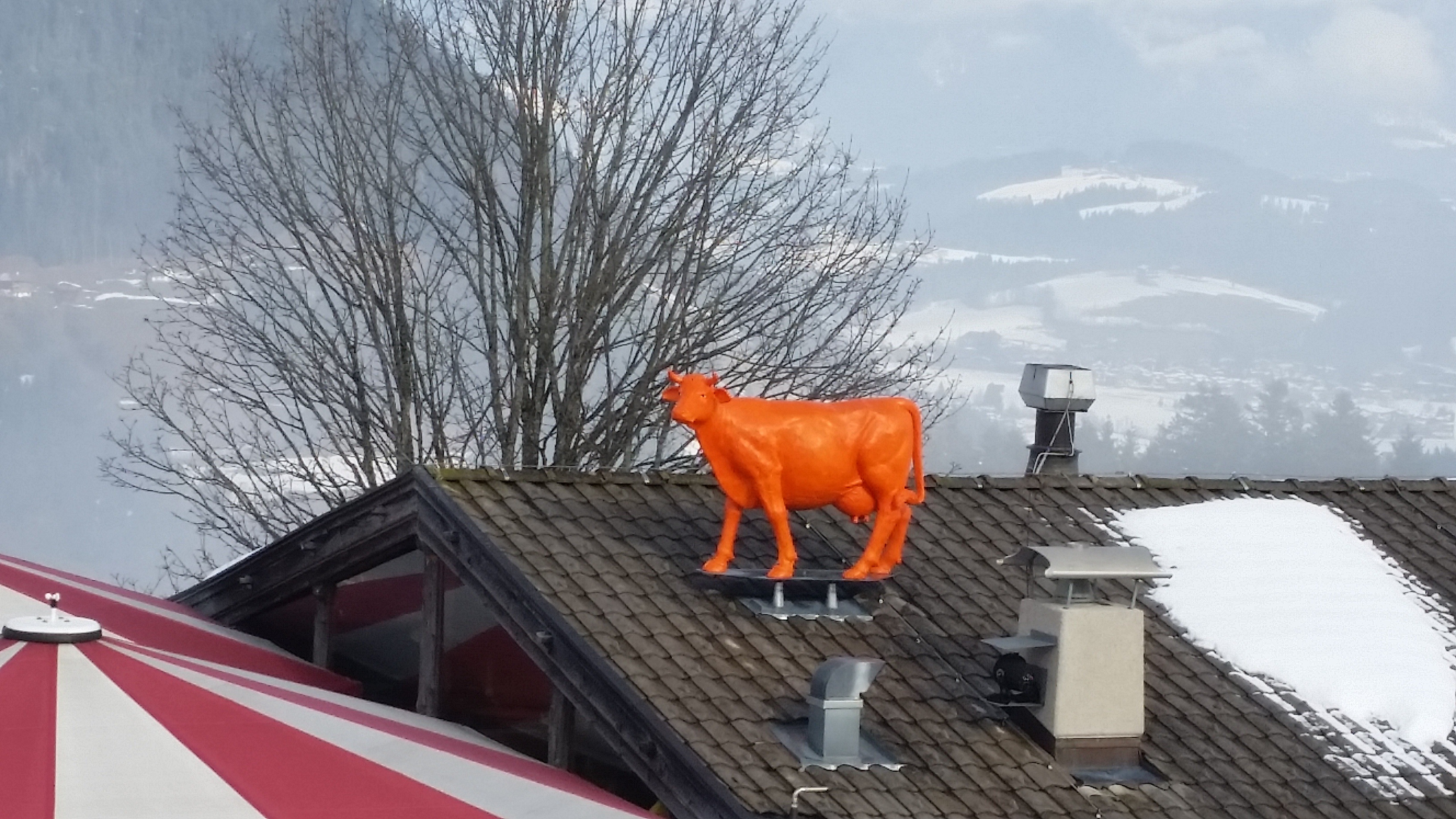 Cow Roof Kitzbühel free image download