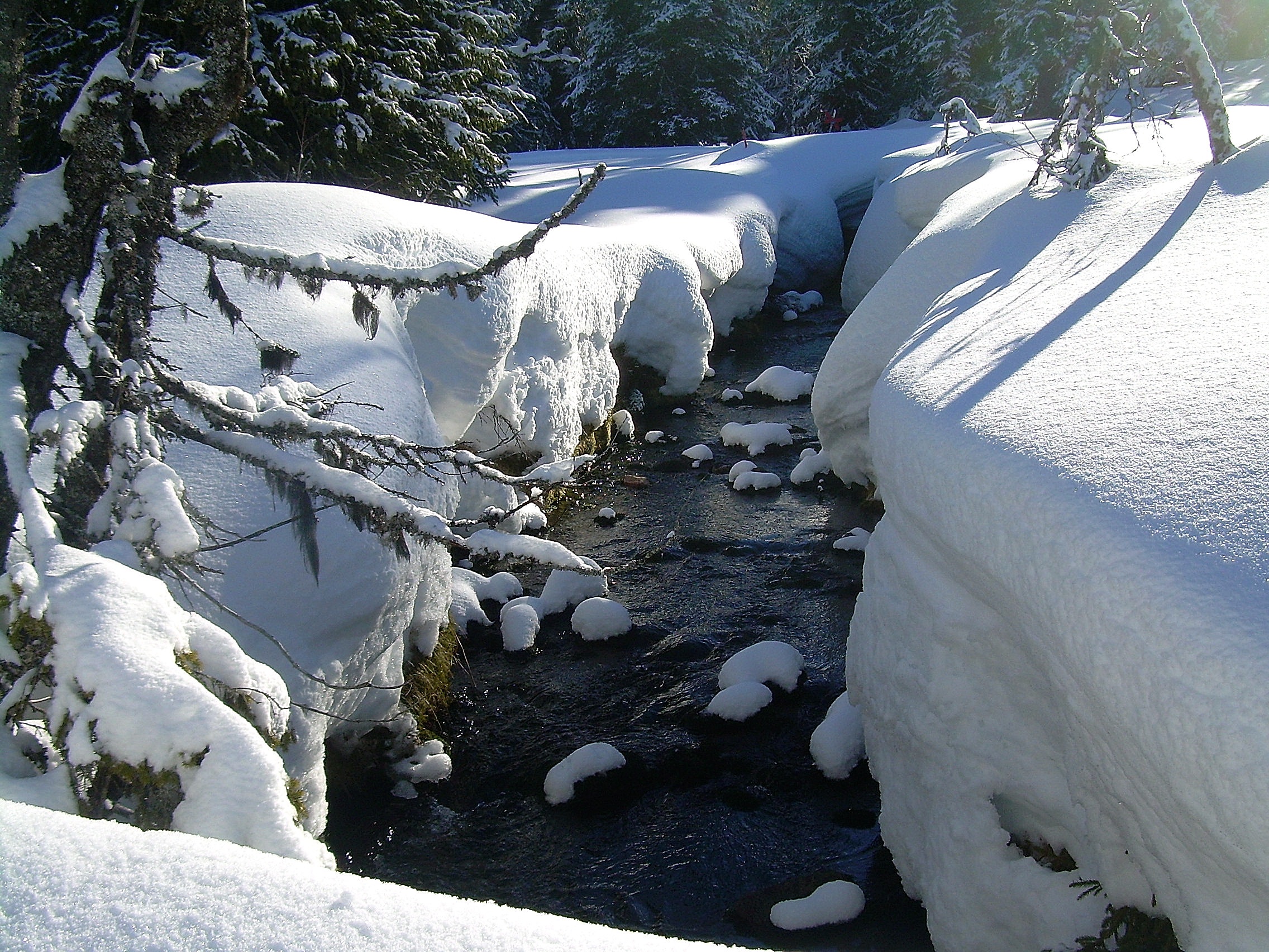 Winter Snow Nature free image download