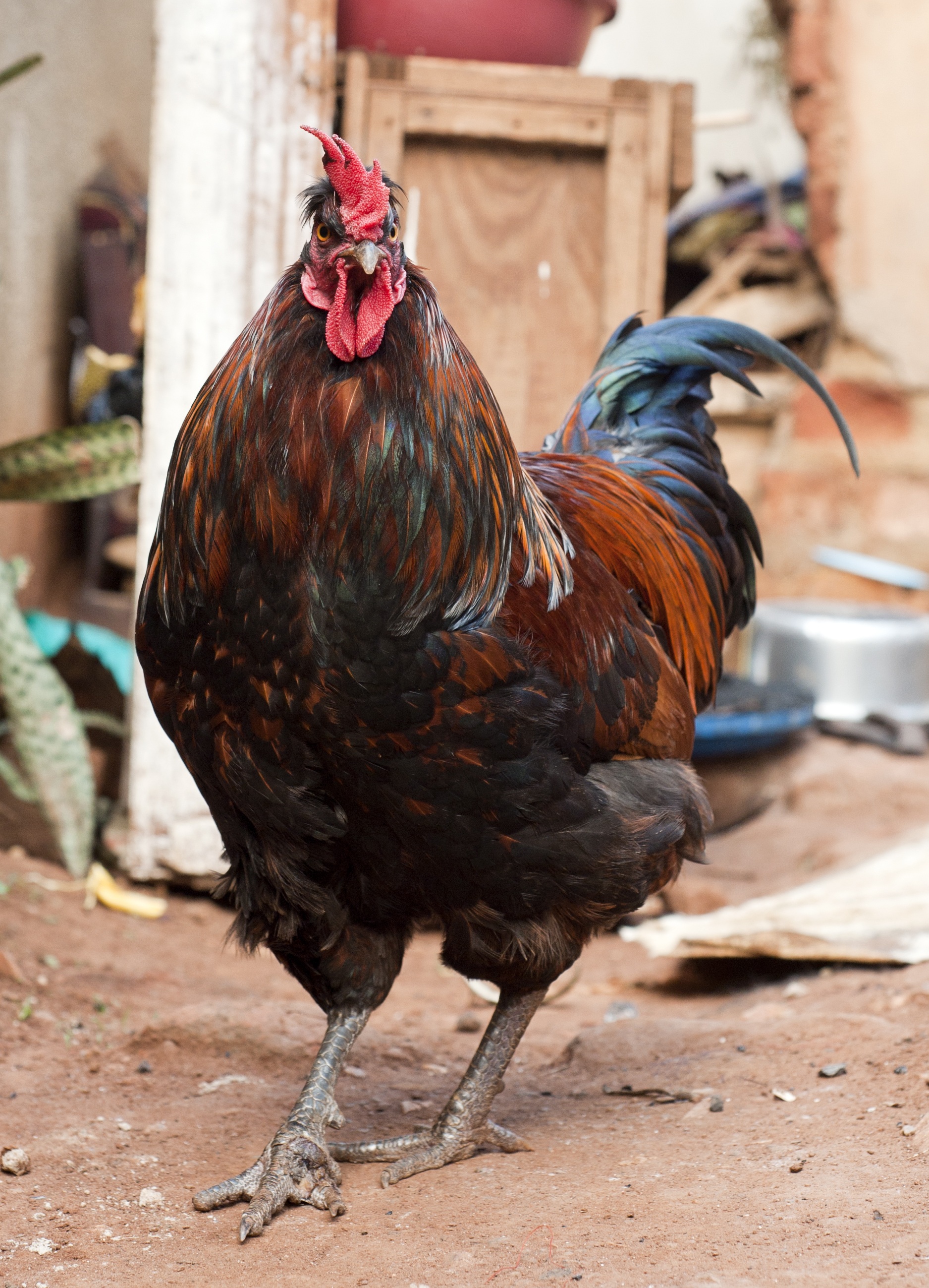 Rooster Africa free image download