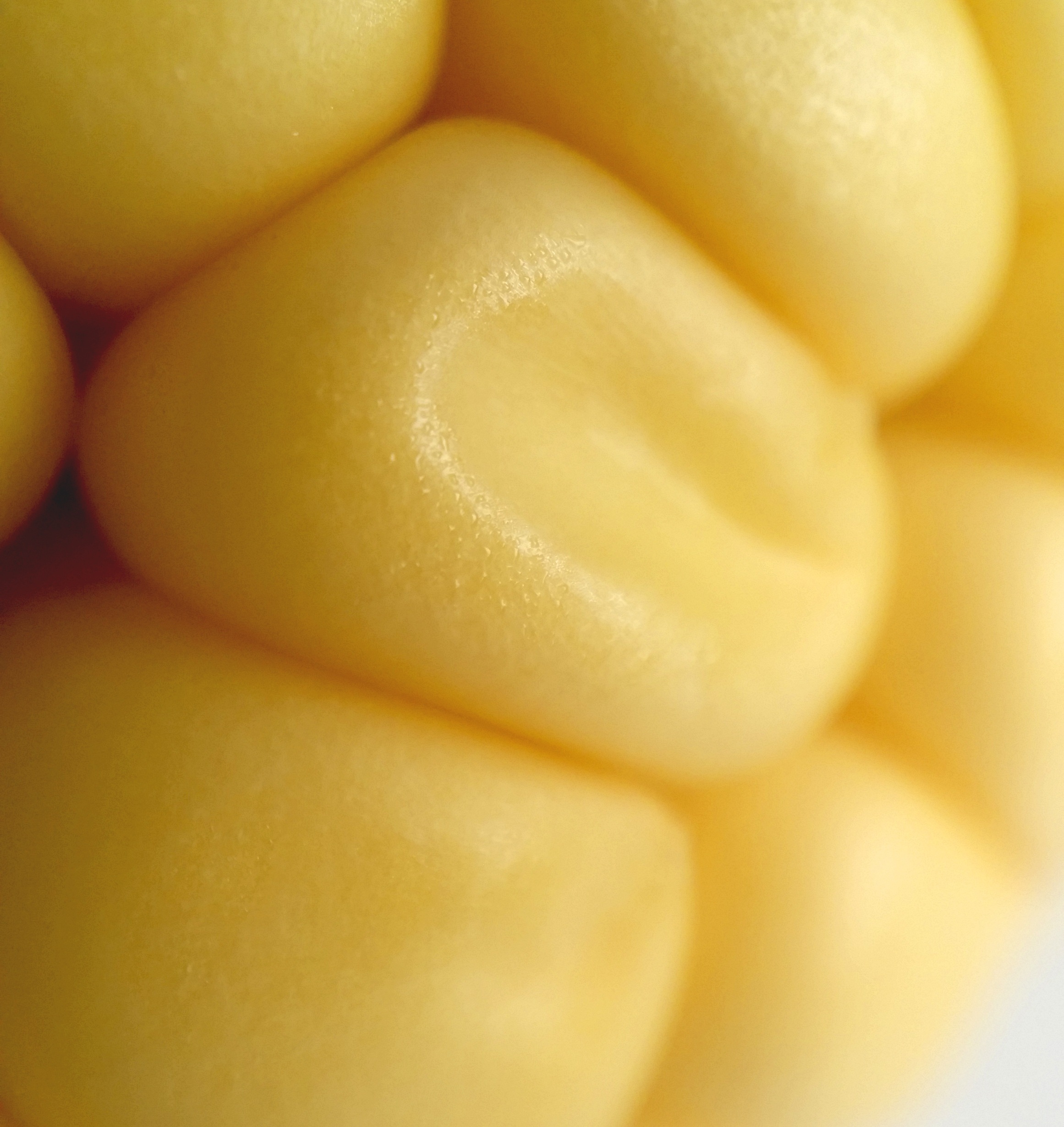 Corn Yellow Cornfield free image download