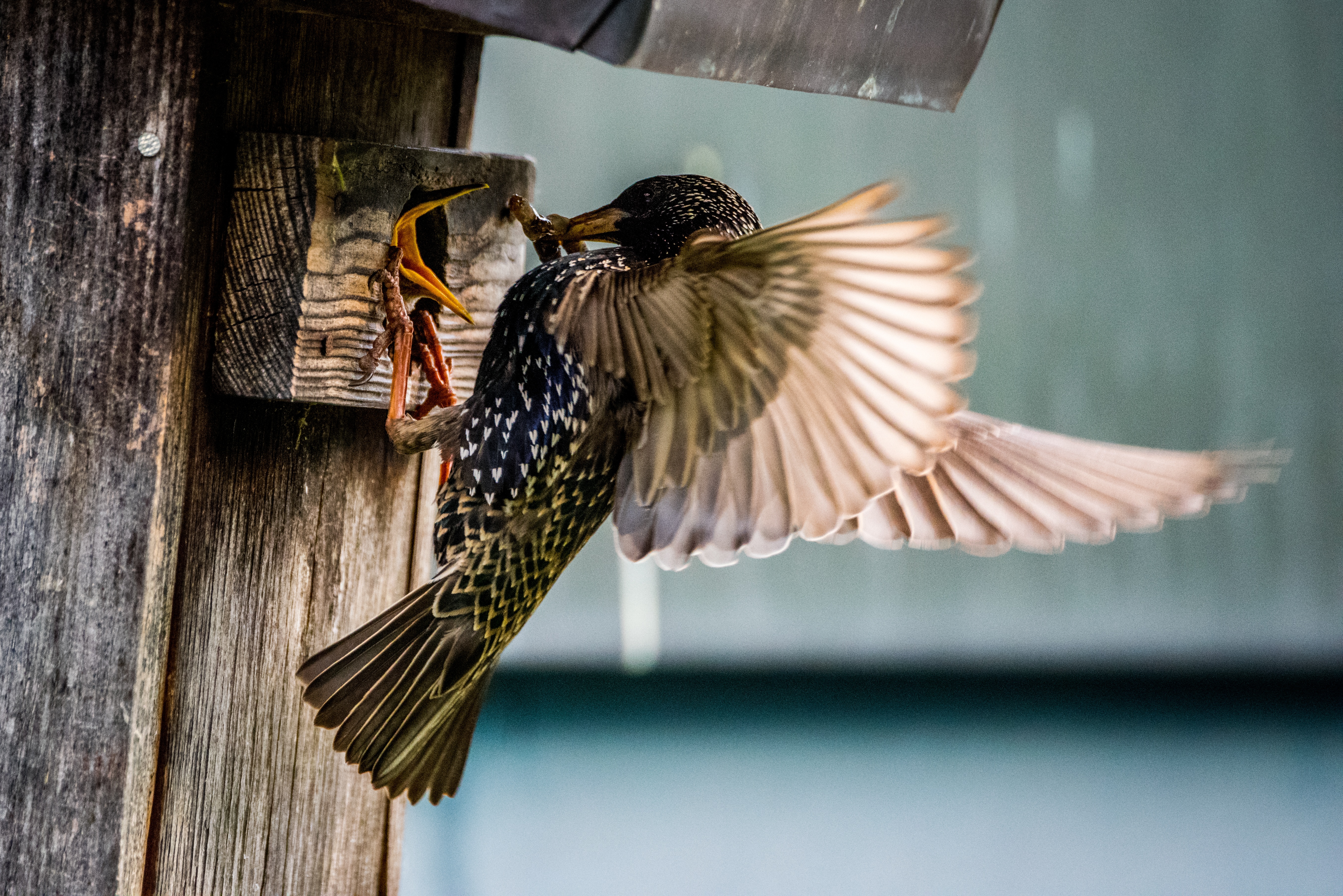 Nature Star Bird free image download