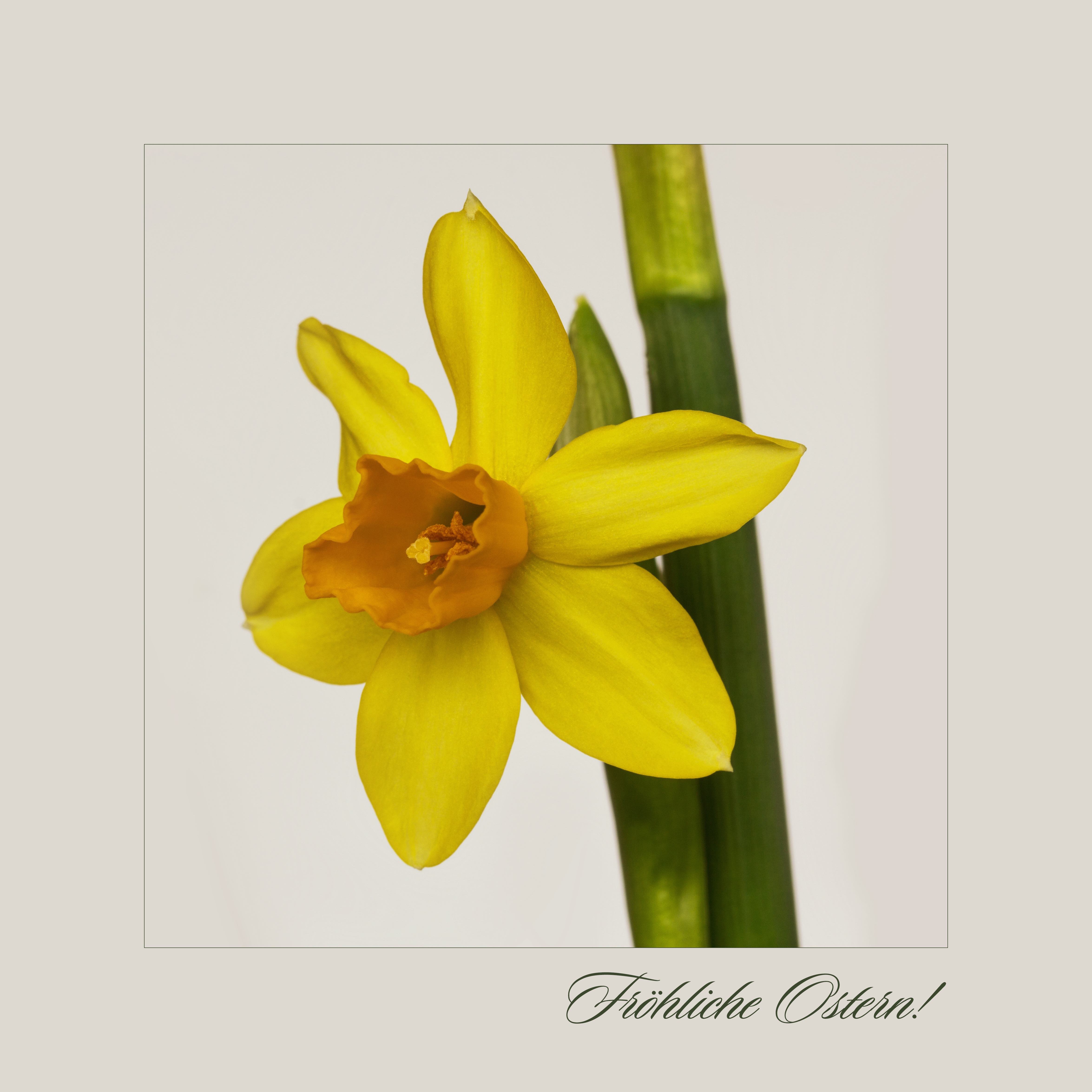 Nature flowers daffodil spring free image download