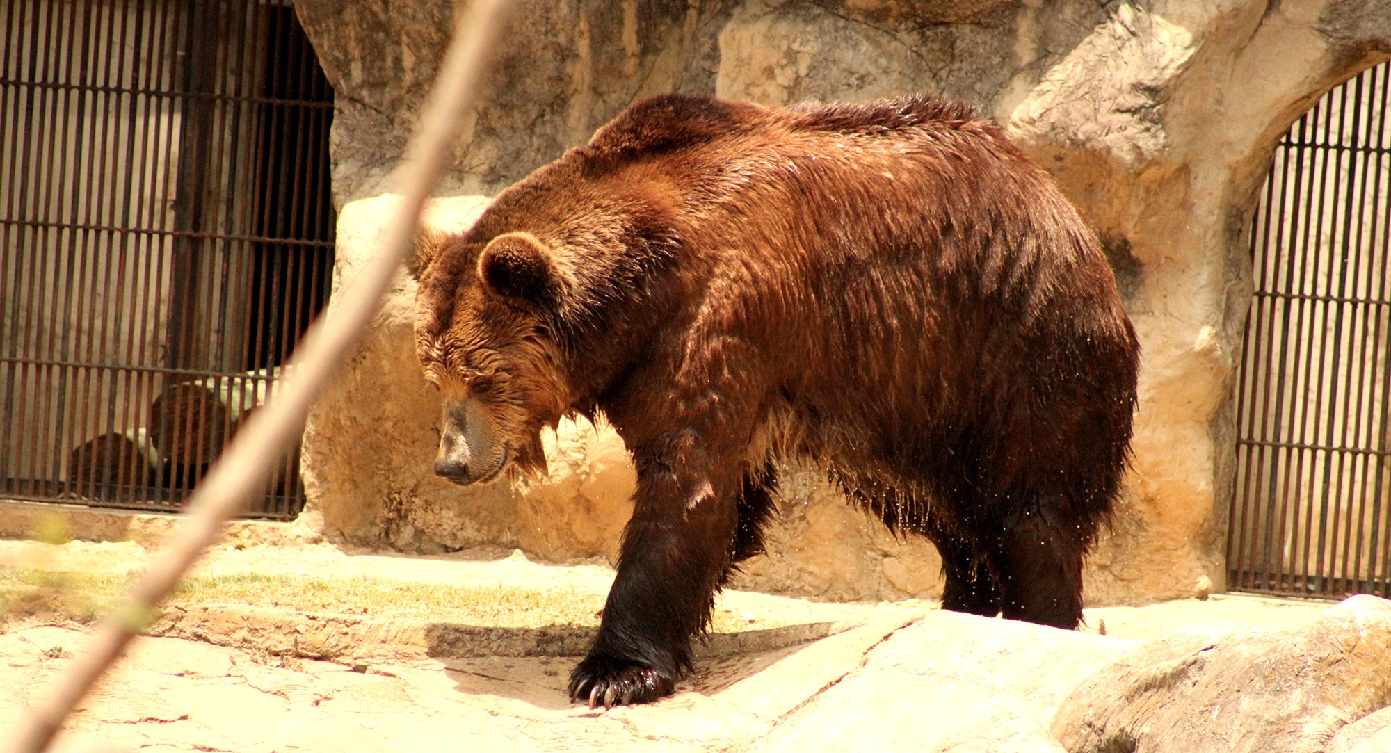 Bear Animals Brown free image download