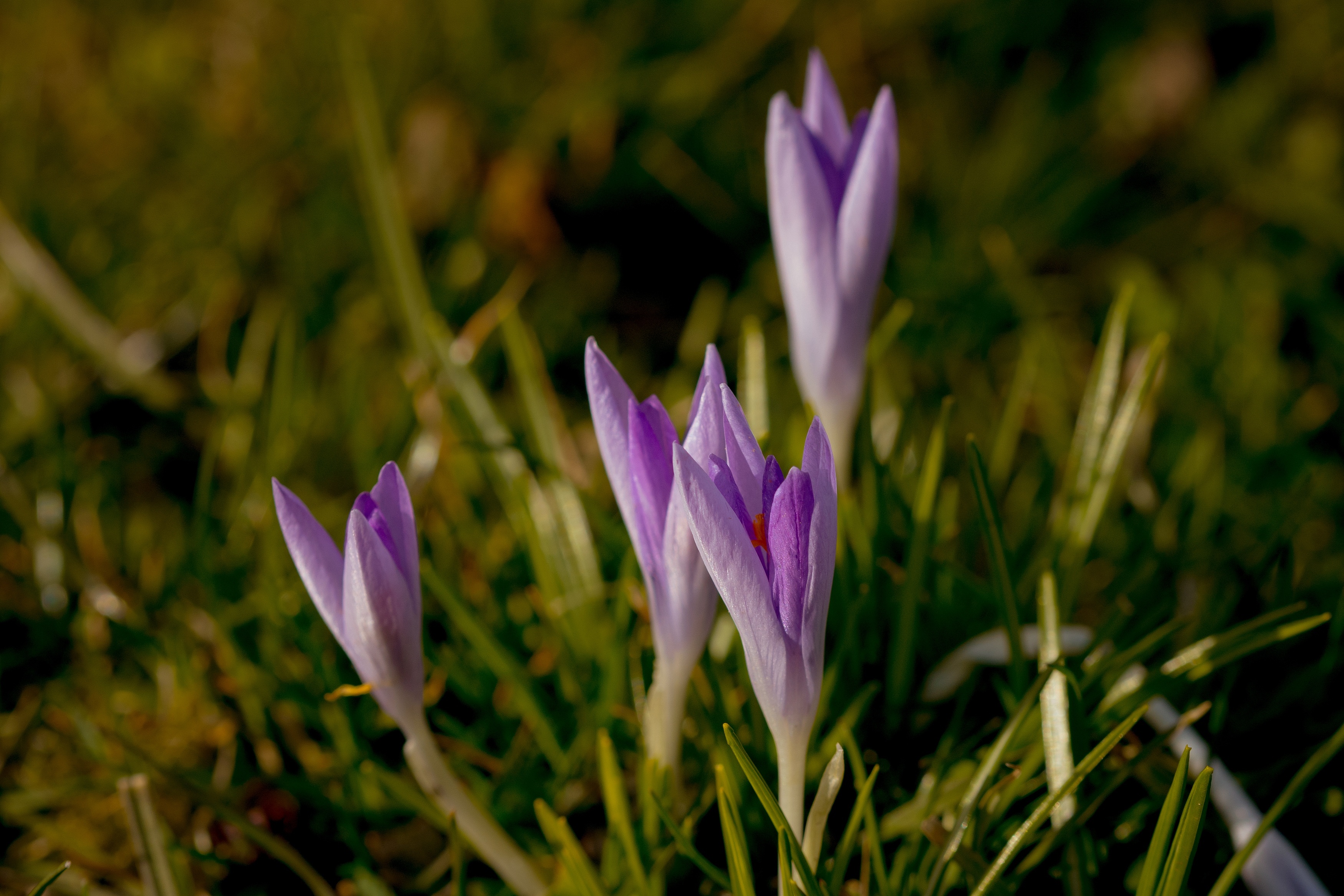 Spring Crocus Flowers free image download