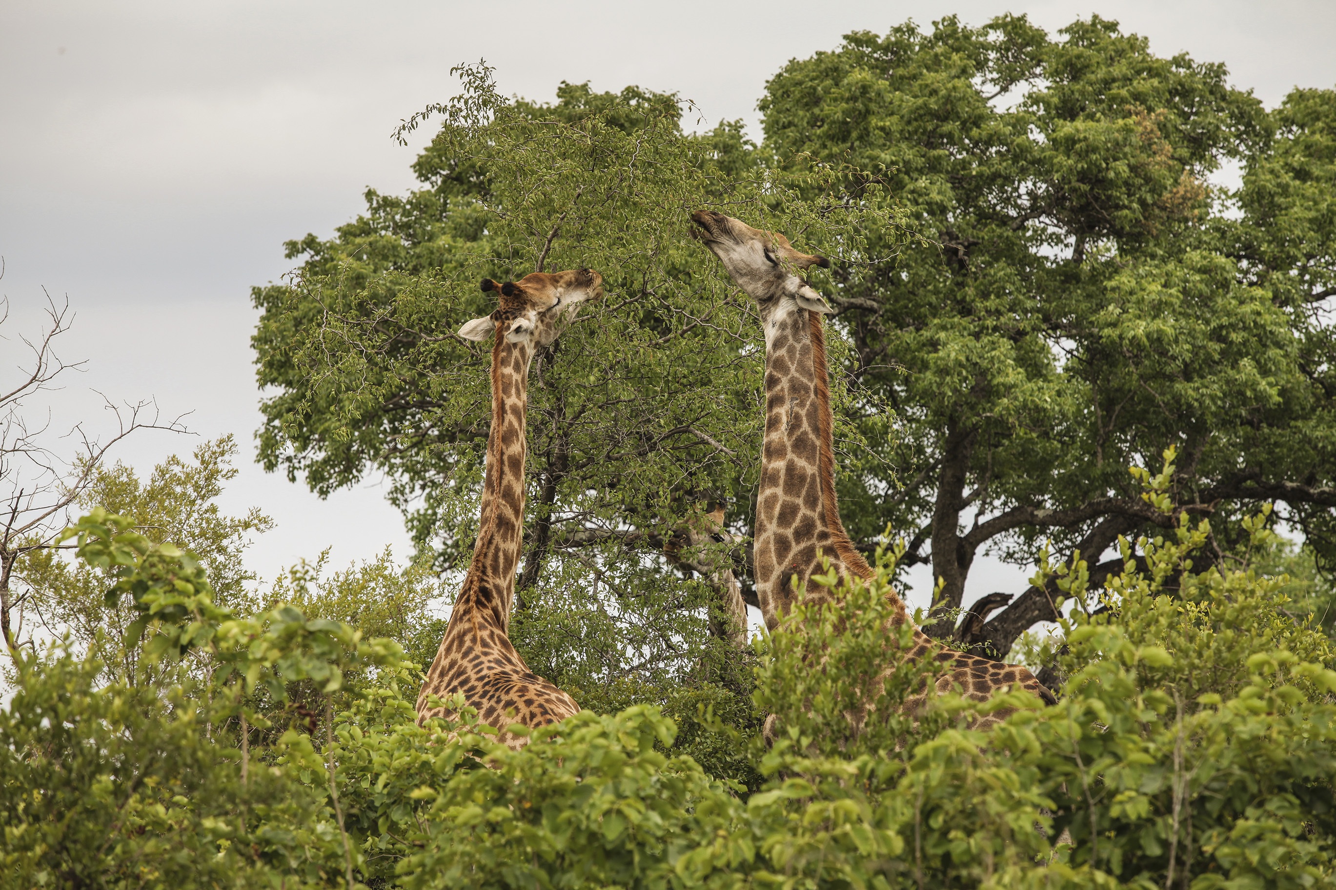 Giraffe Wildlife Wild free image download