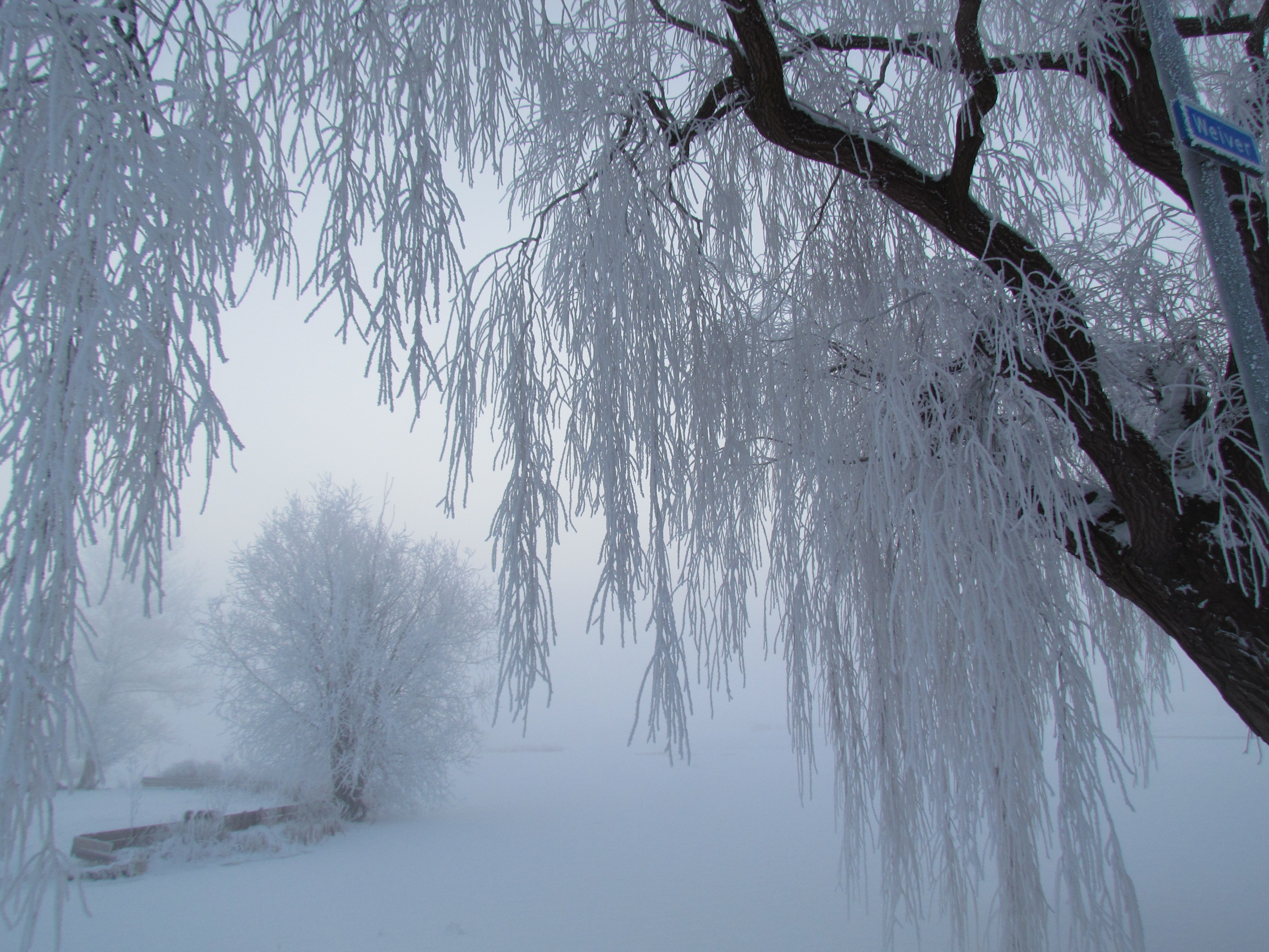 Cold Winter Snow free image download