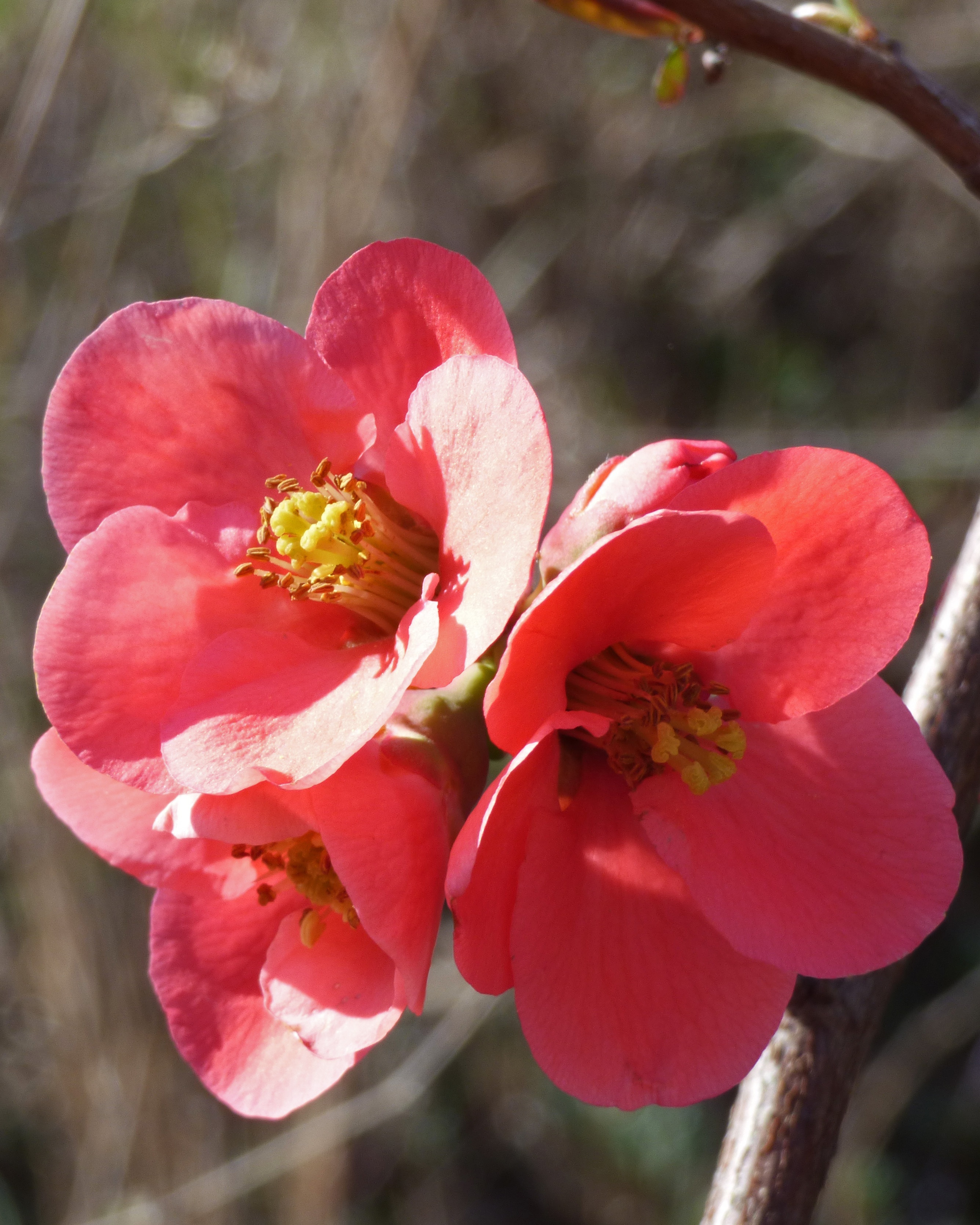 Flower Pink Stamens free image download