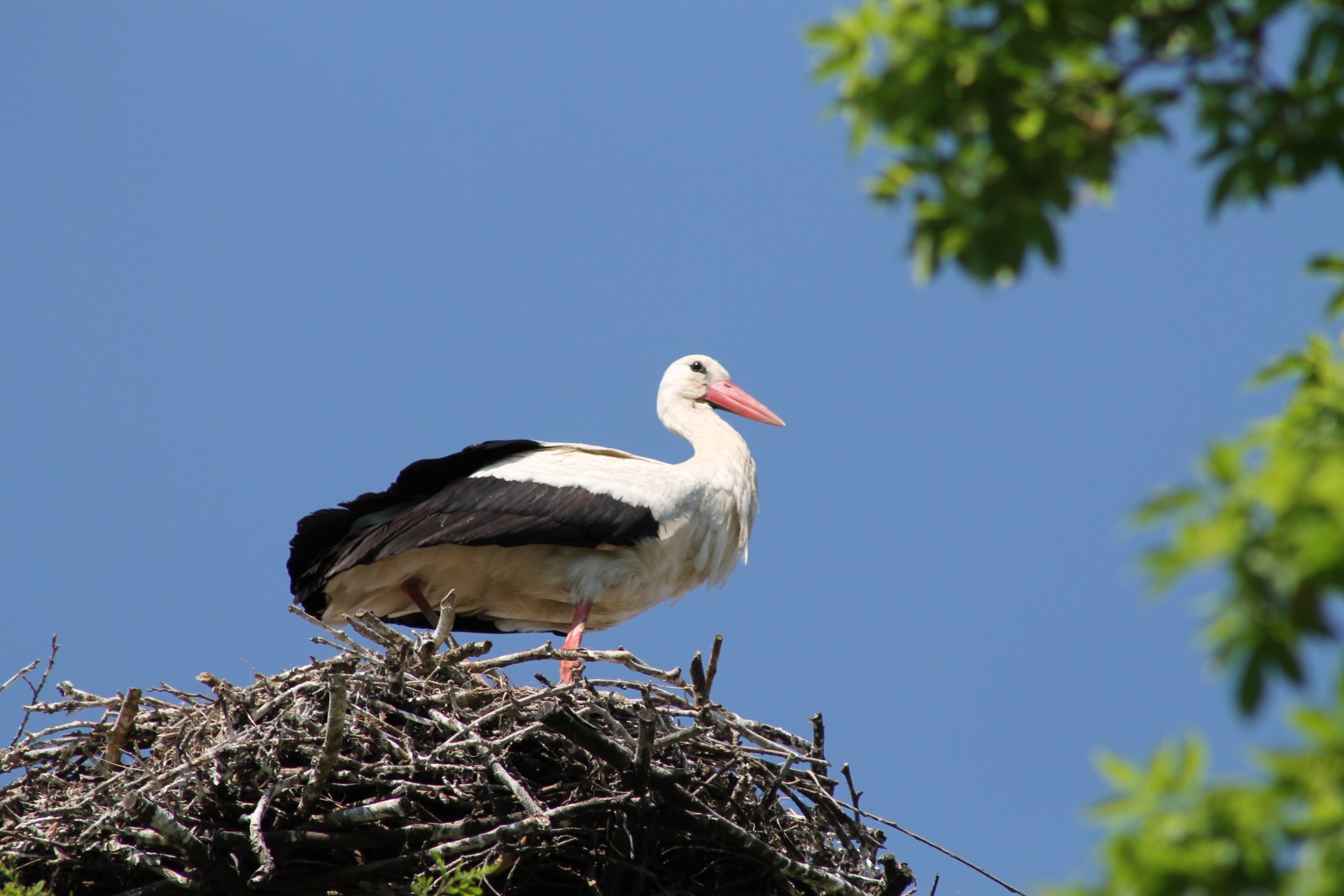 Stork City Marchegg Castle free image download