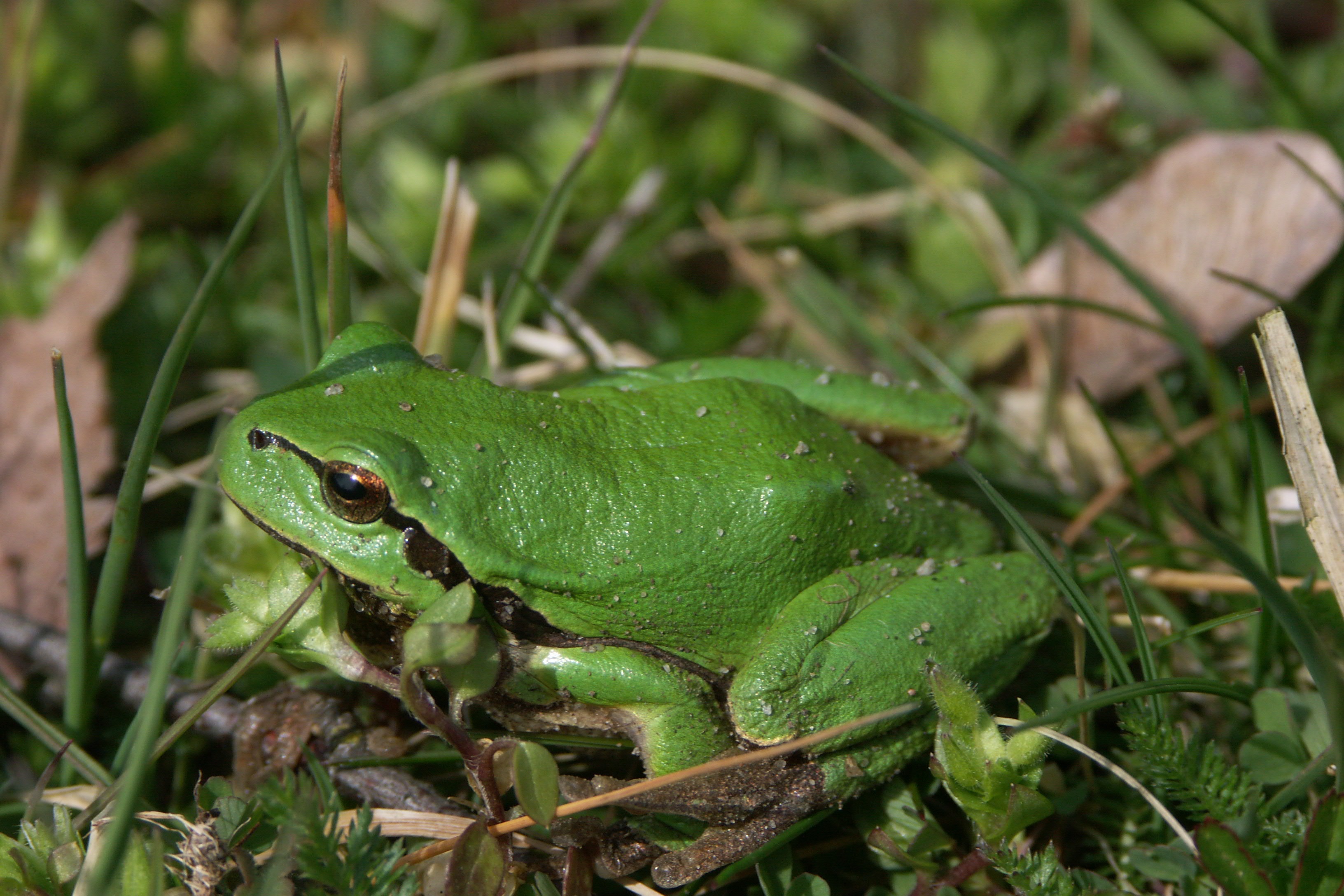 Green Frog free image download
