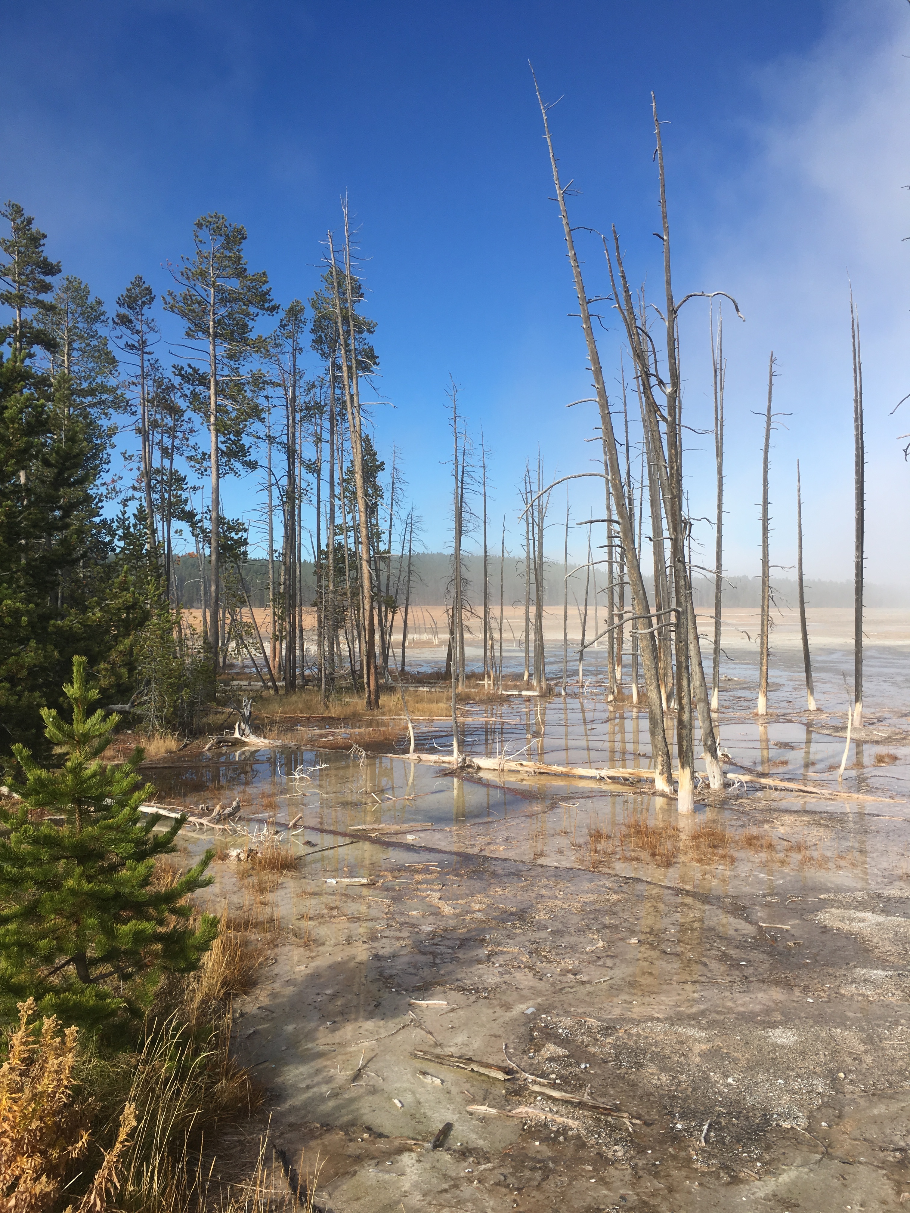Scenic view of Yellowstone National Park free image download