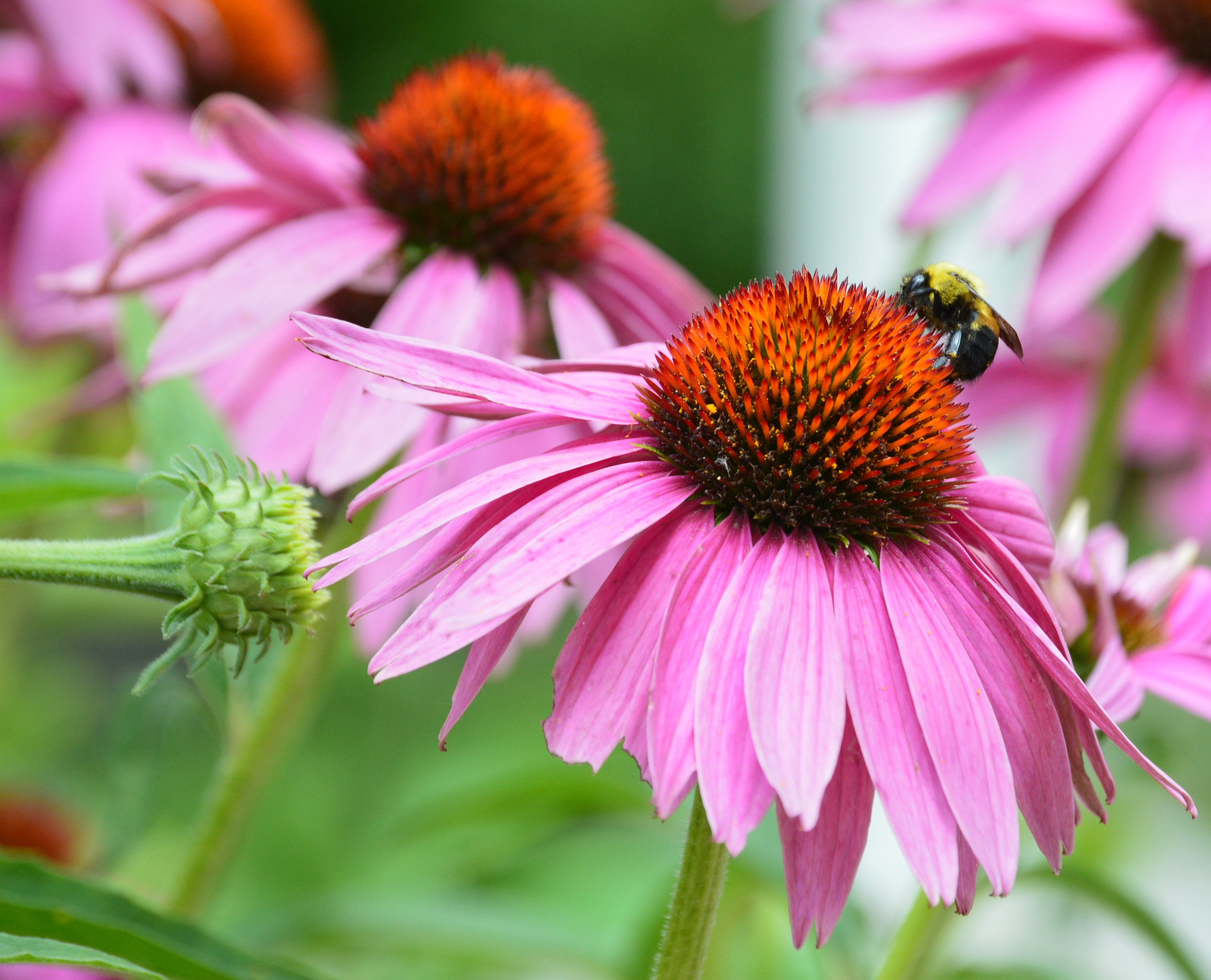 Bee pollinating Echinacea purpurea free image download
