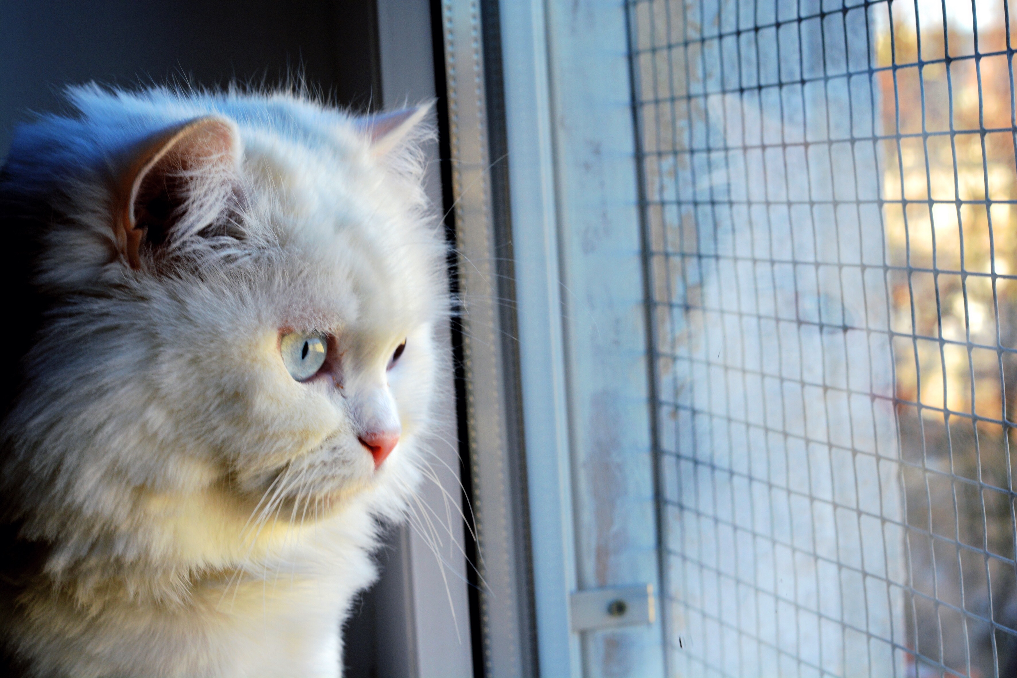 White purebred cat looks out the window free image download
