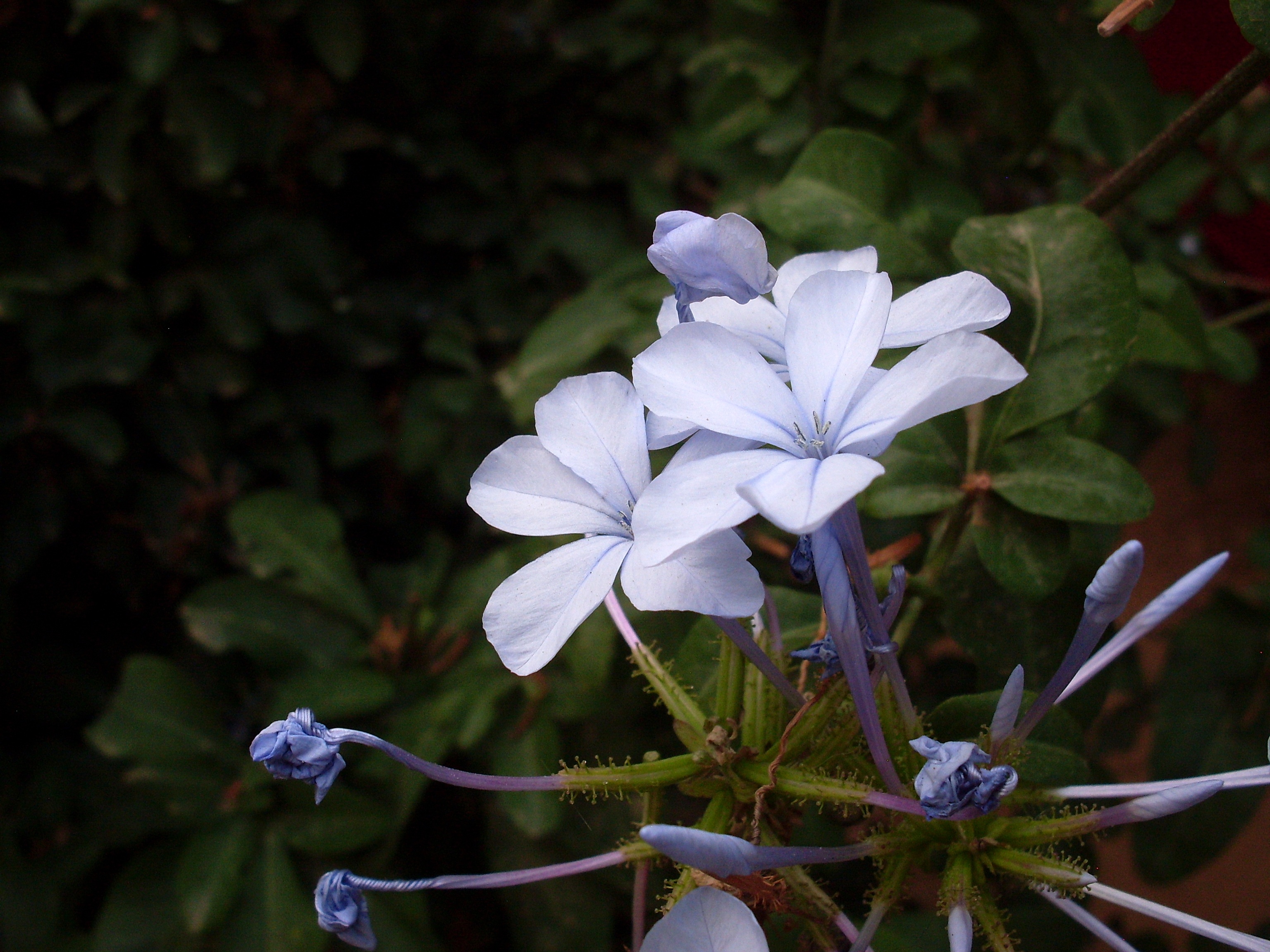 Lilac Wild Blue Flowers in garden free image download