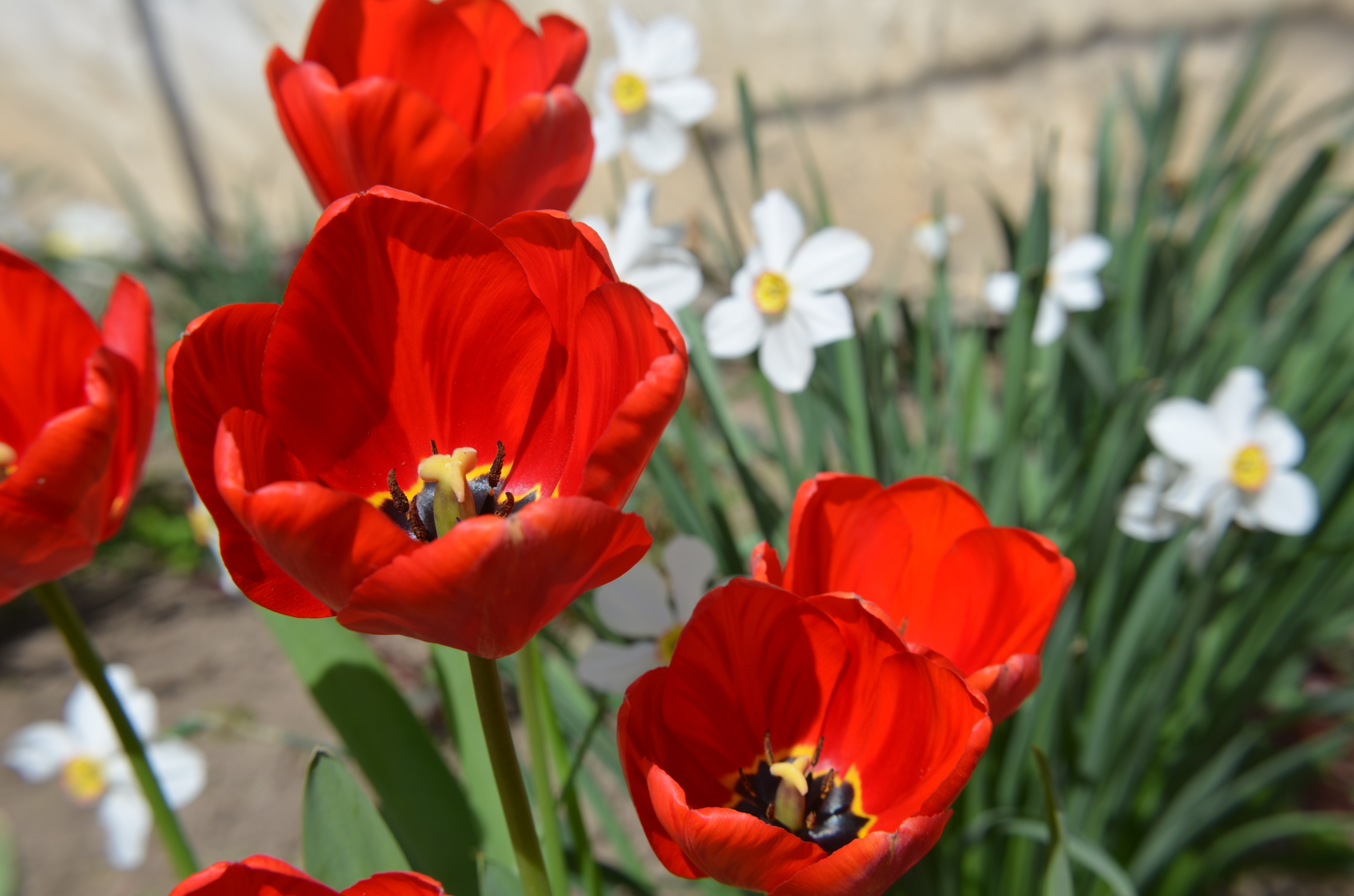 Red Tulip Spring free image download