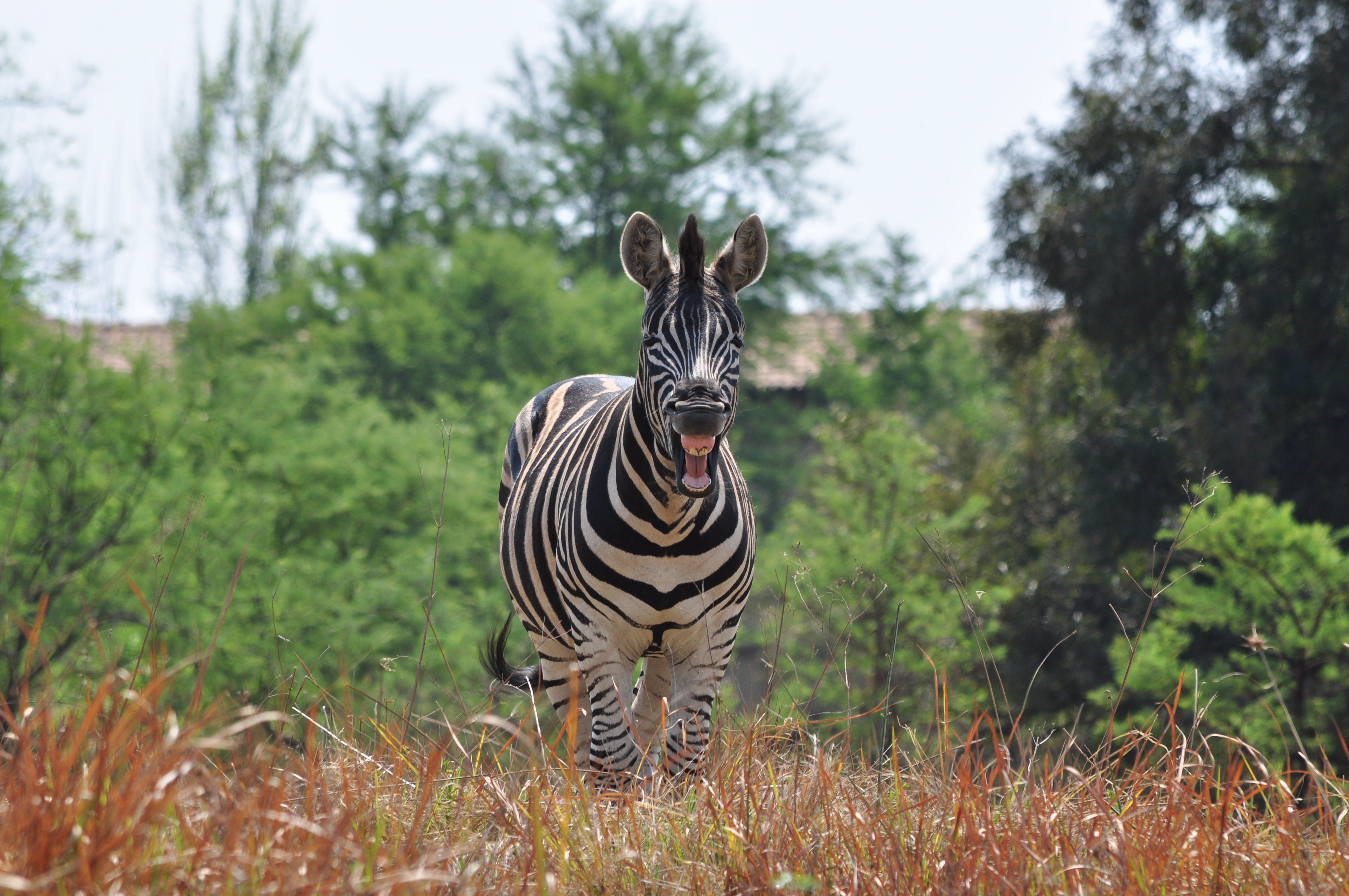 Laughing Zebra Wildlife free image download