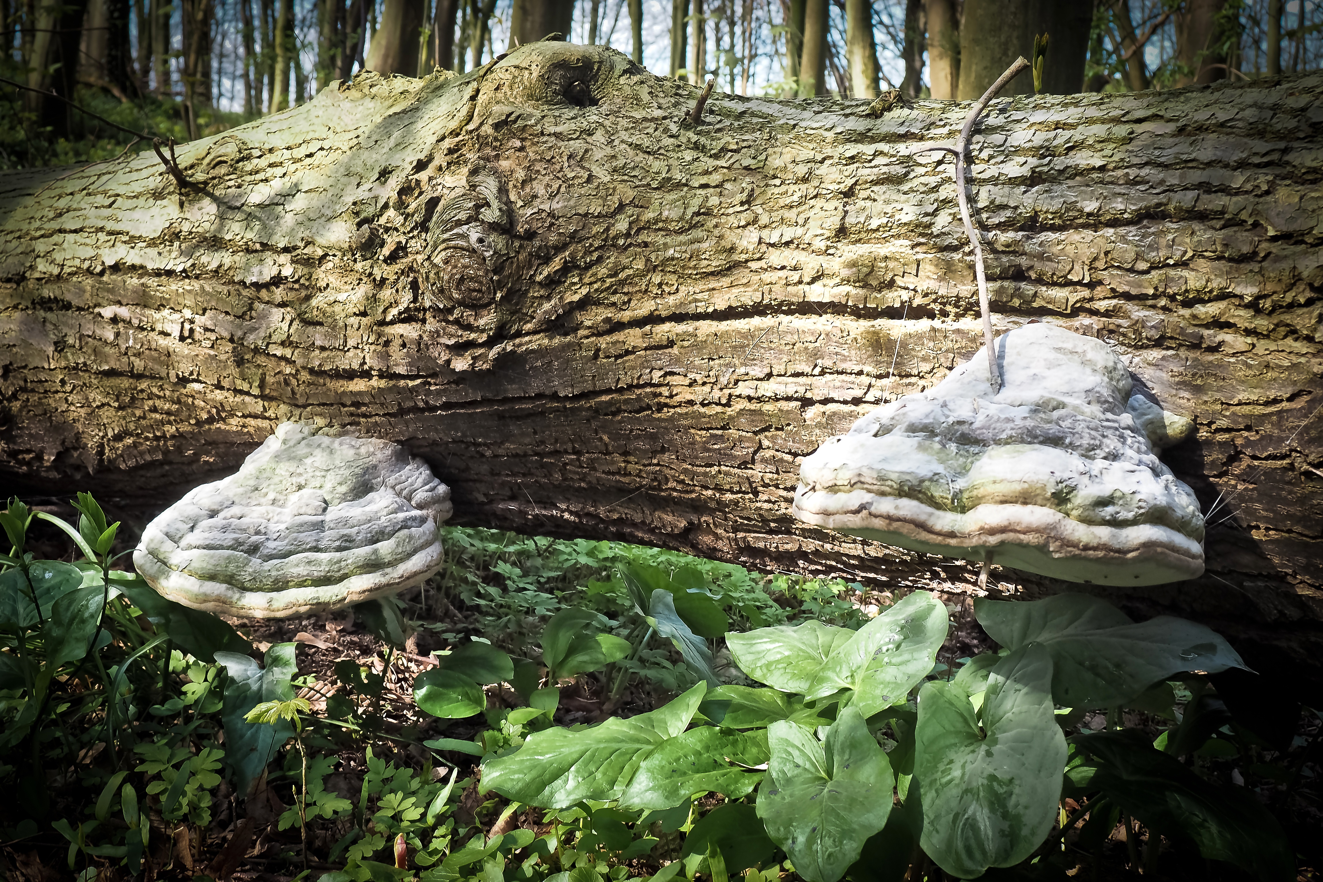 Forest Log Nature free image download