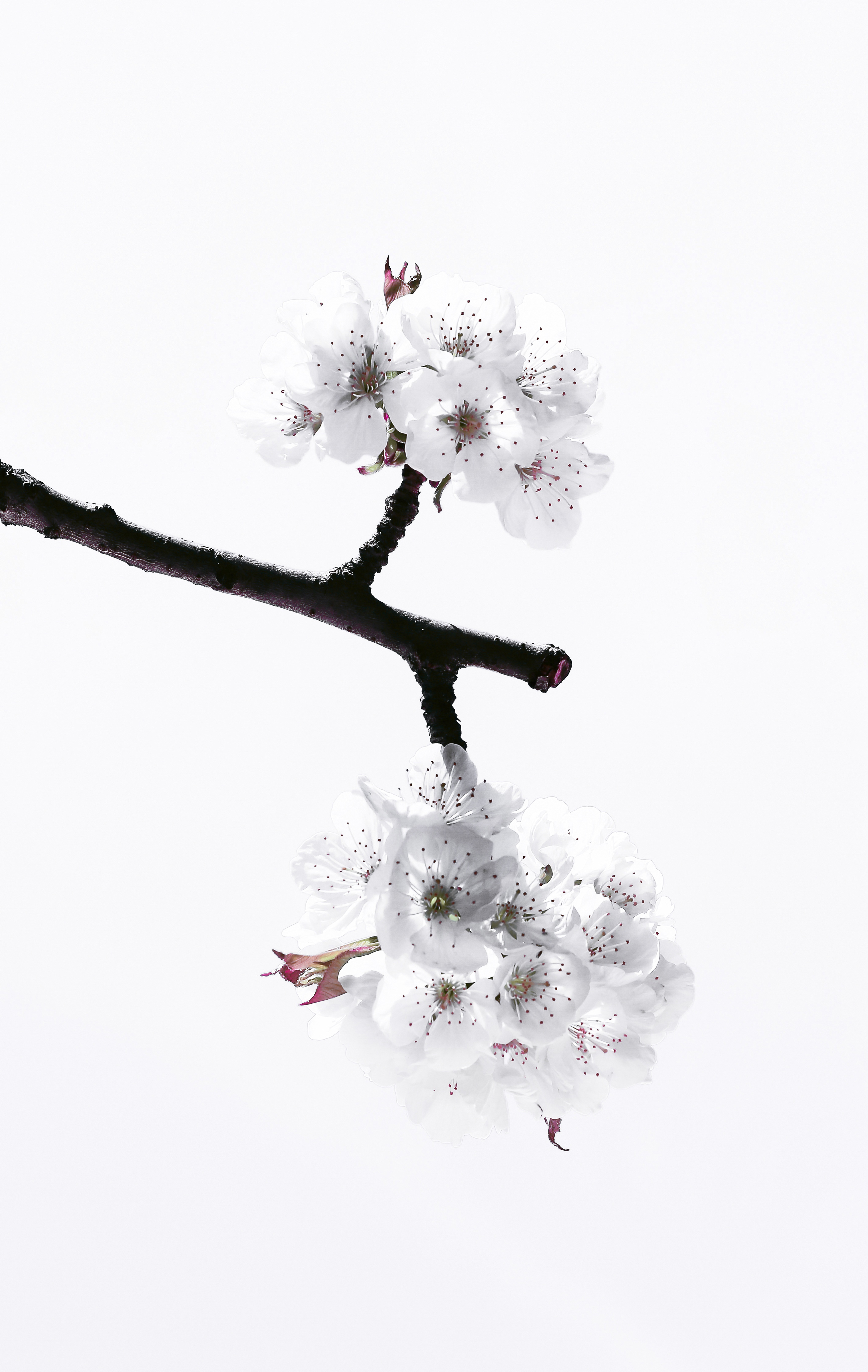 Cherry Blossom Spring free image download