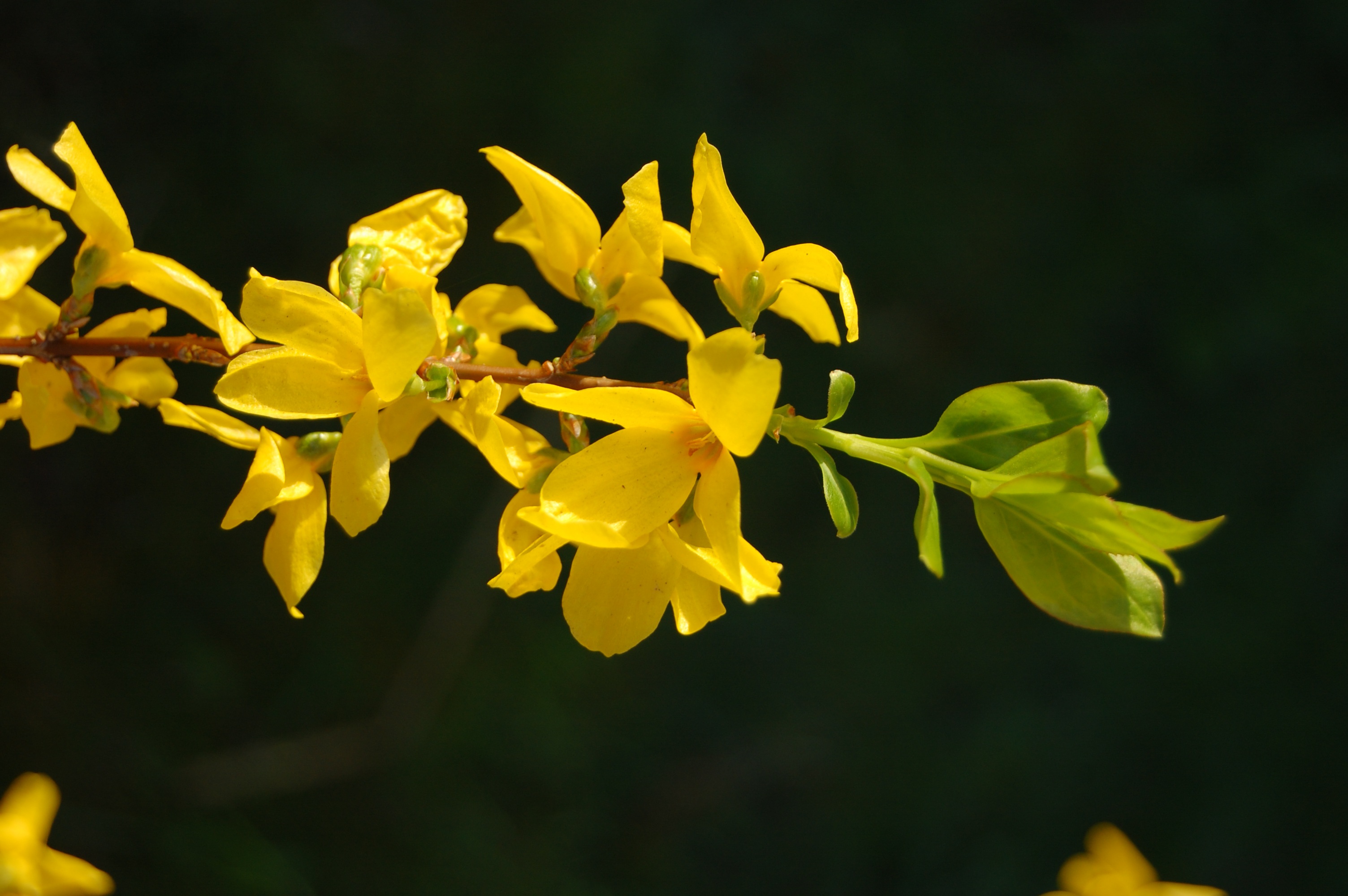 Spring Flowers Yellow free image download