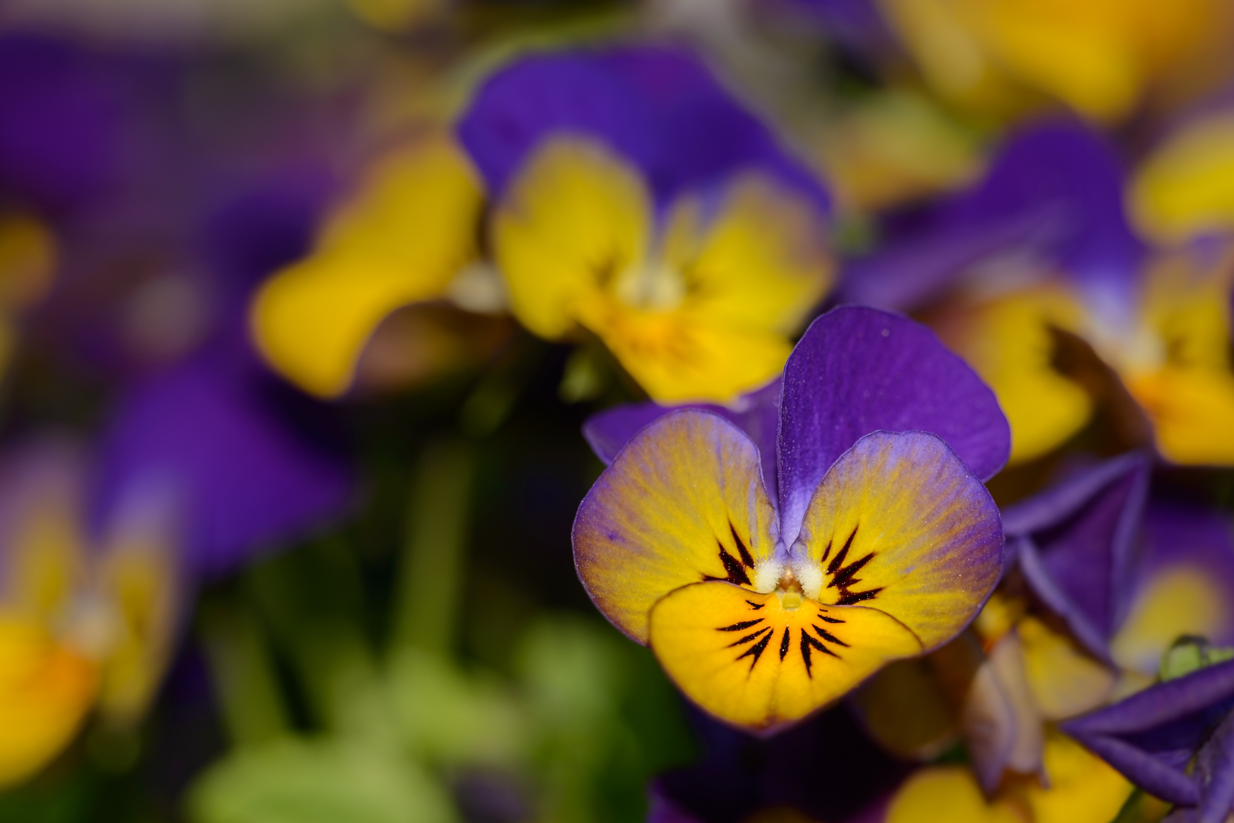 Colored flowers are beautiful free image download