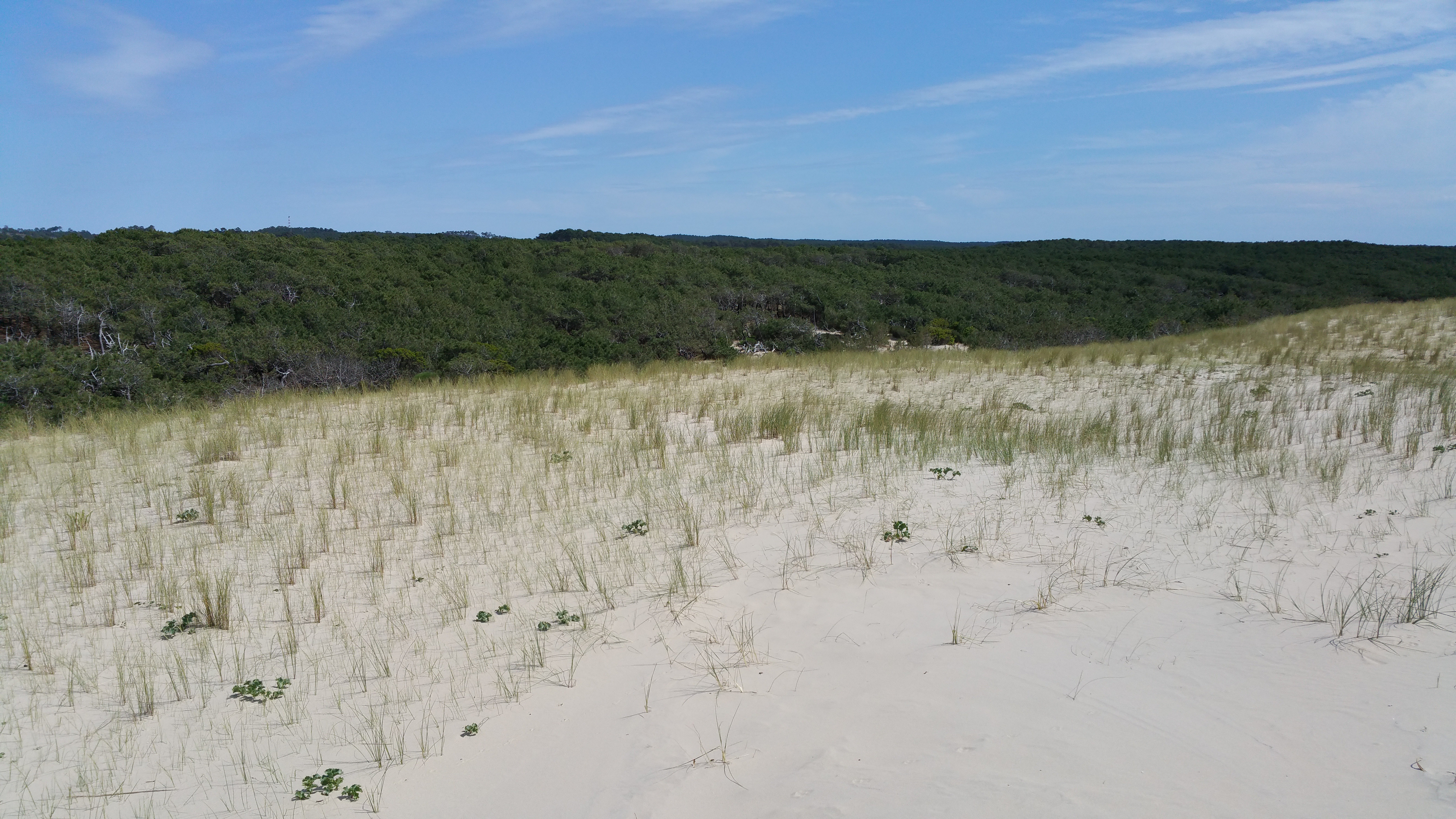 Sandy nature with grass free image download