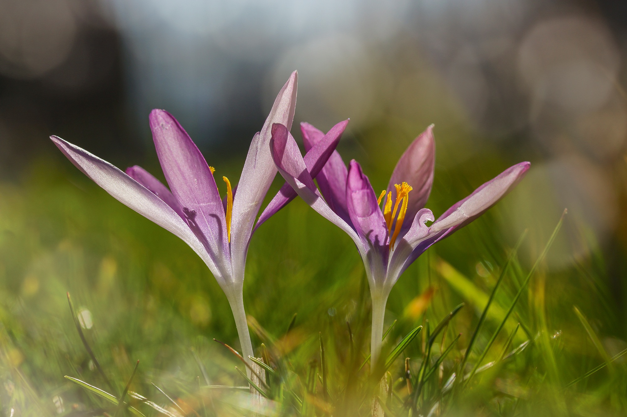 Crocus Wild Purple free image download