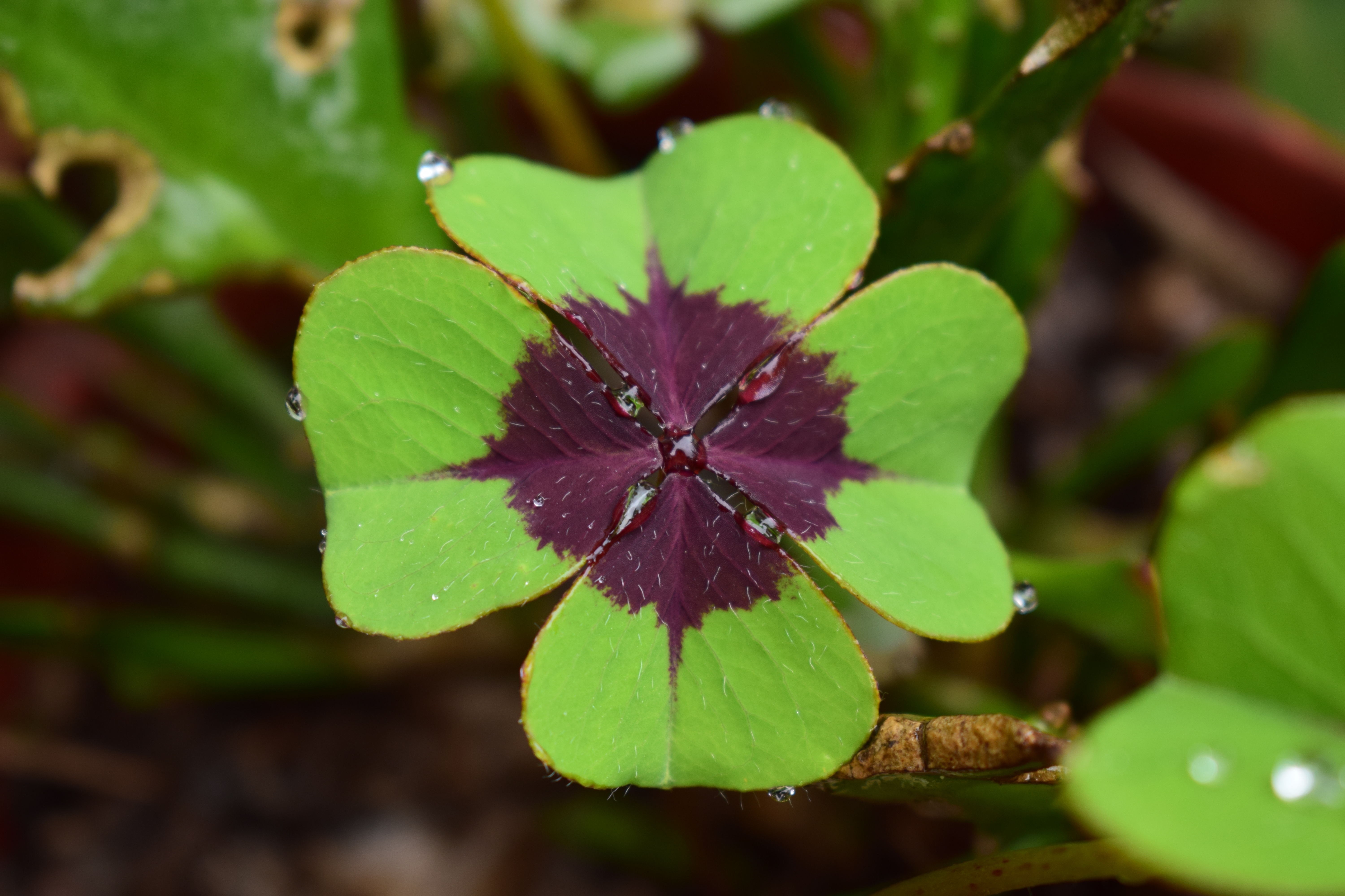 Good Luck Plant Nature free image download