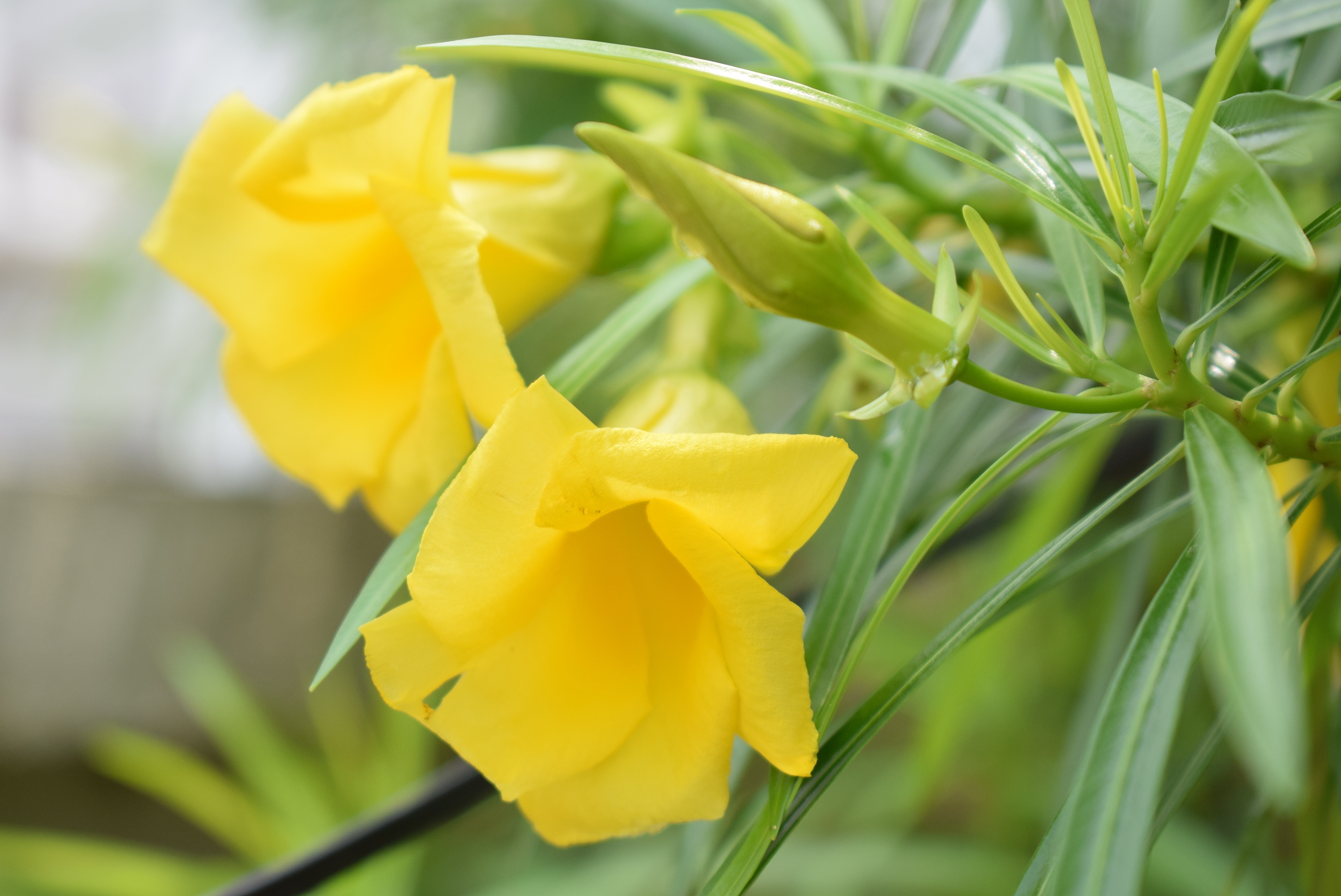Flower Oleander free image download