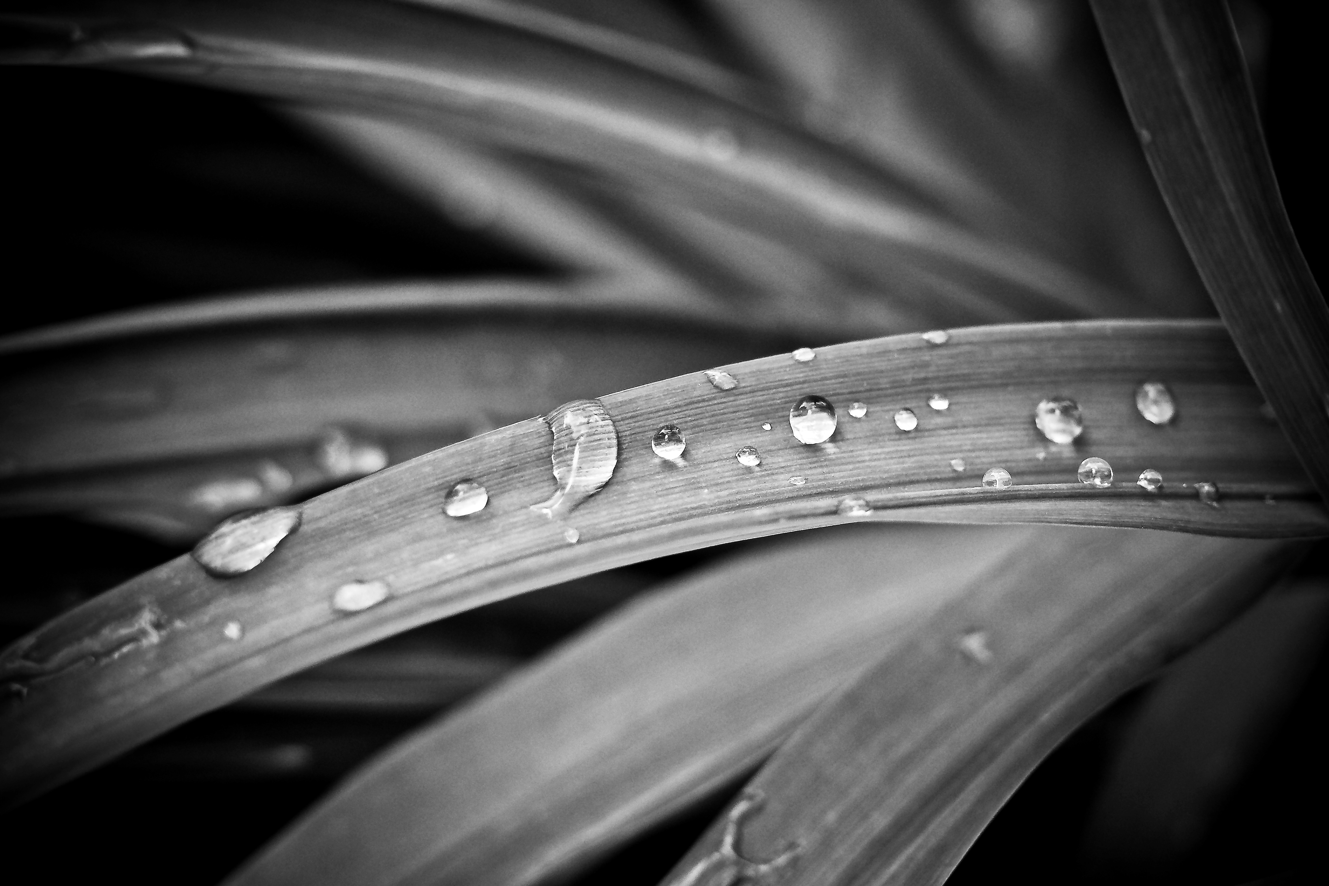 Reed Bank Nature free image download