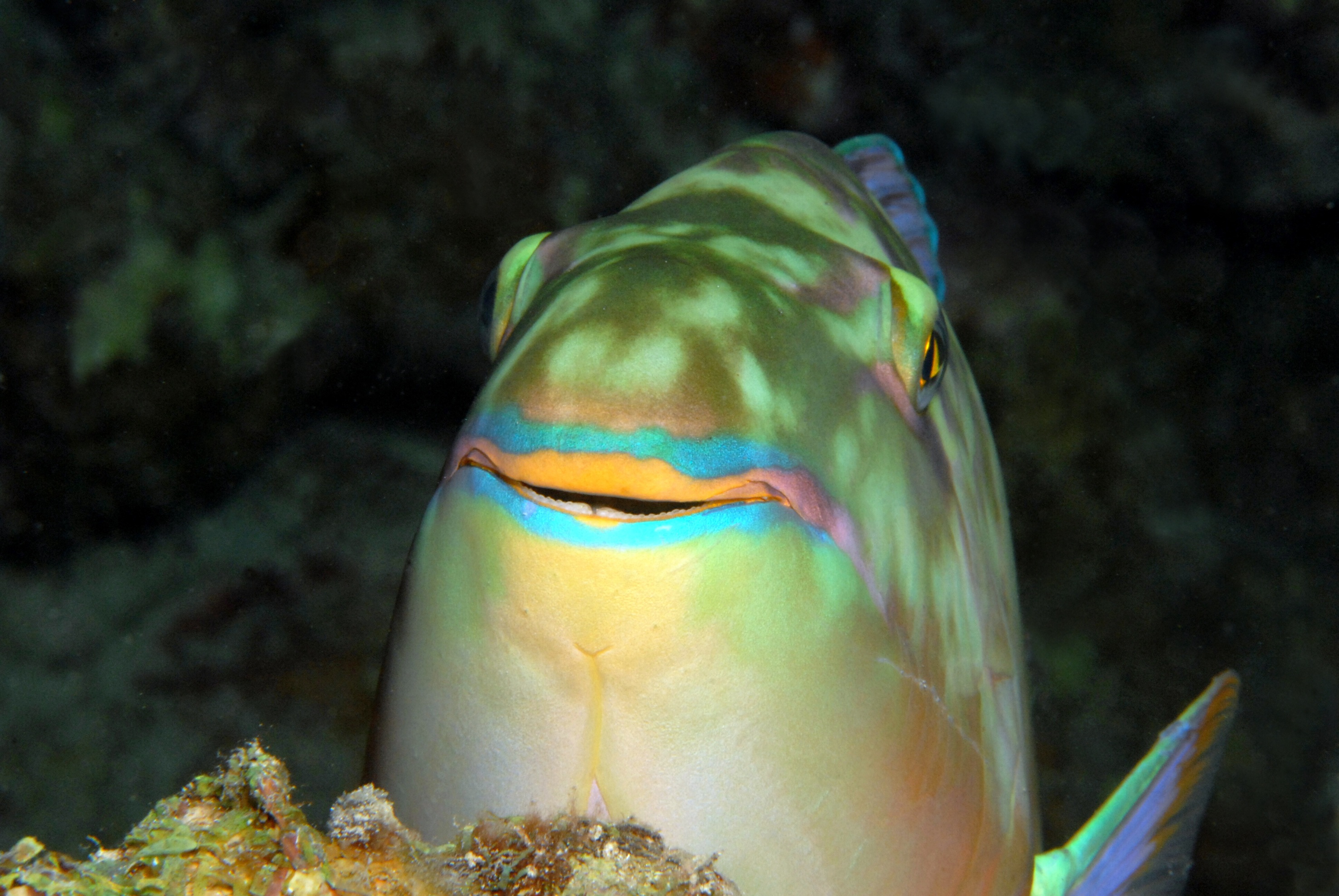 Funny fish in a rainbow free image download