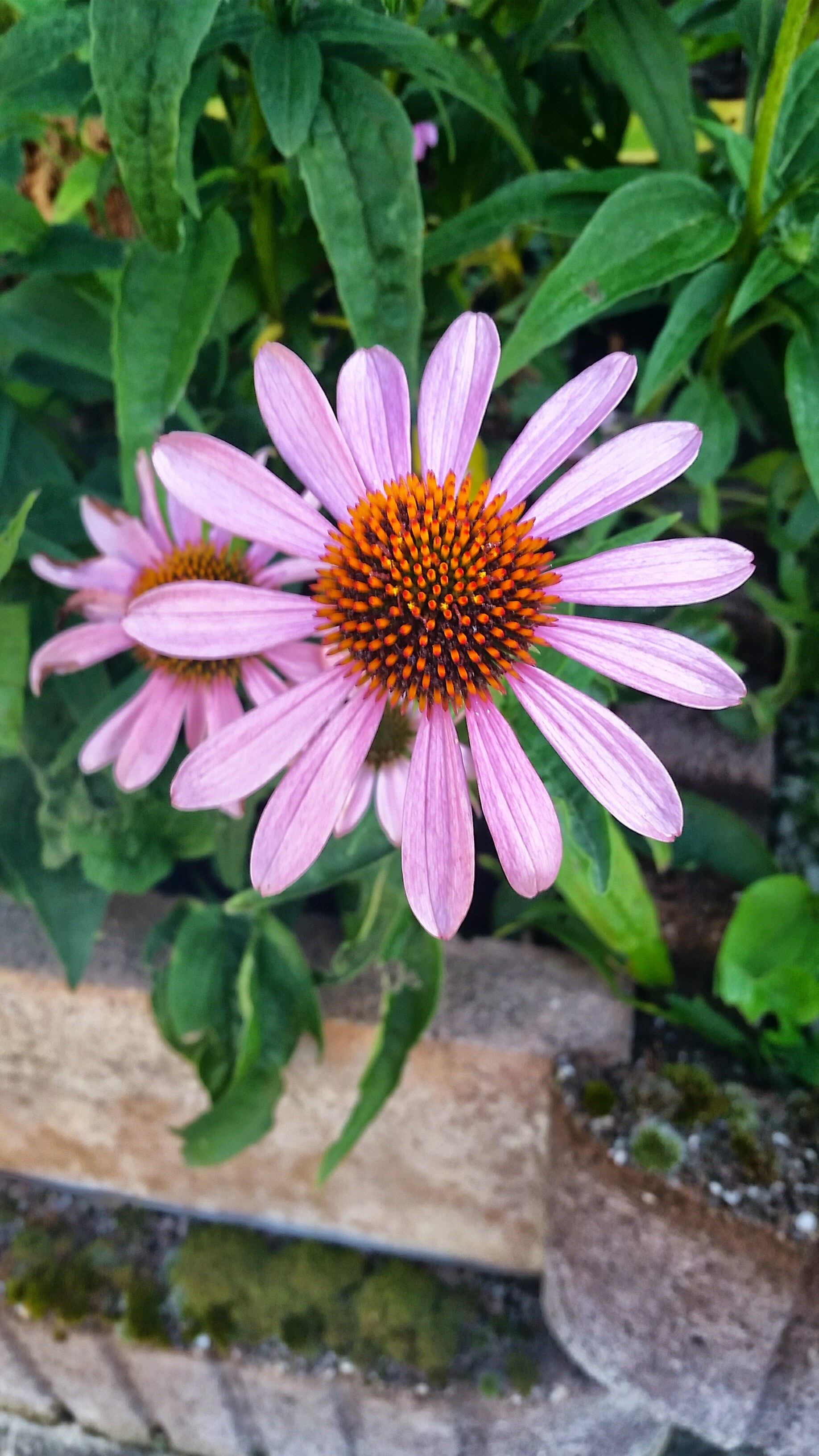 Flower Pink free image download