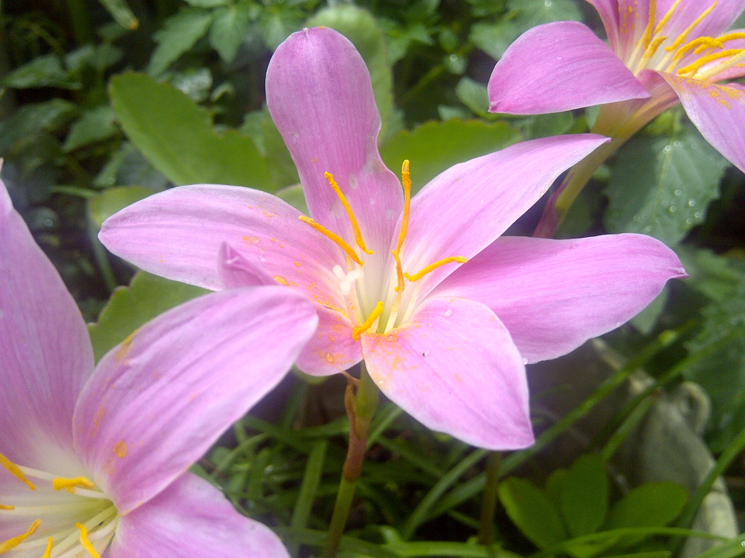 Flowers Mexico Flower free image download
