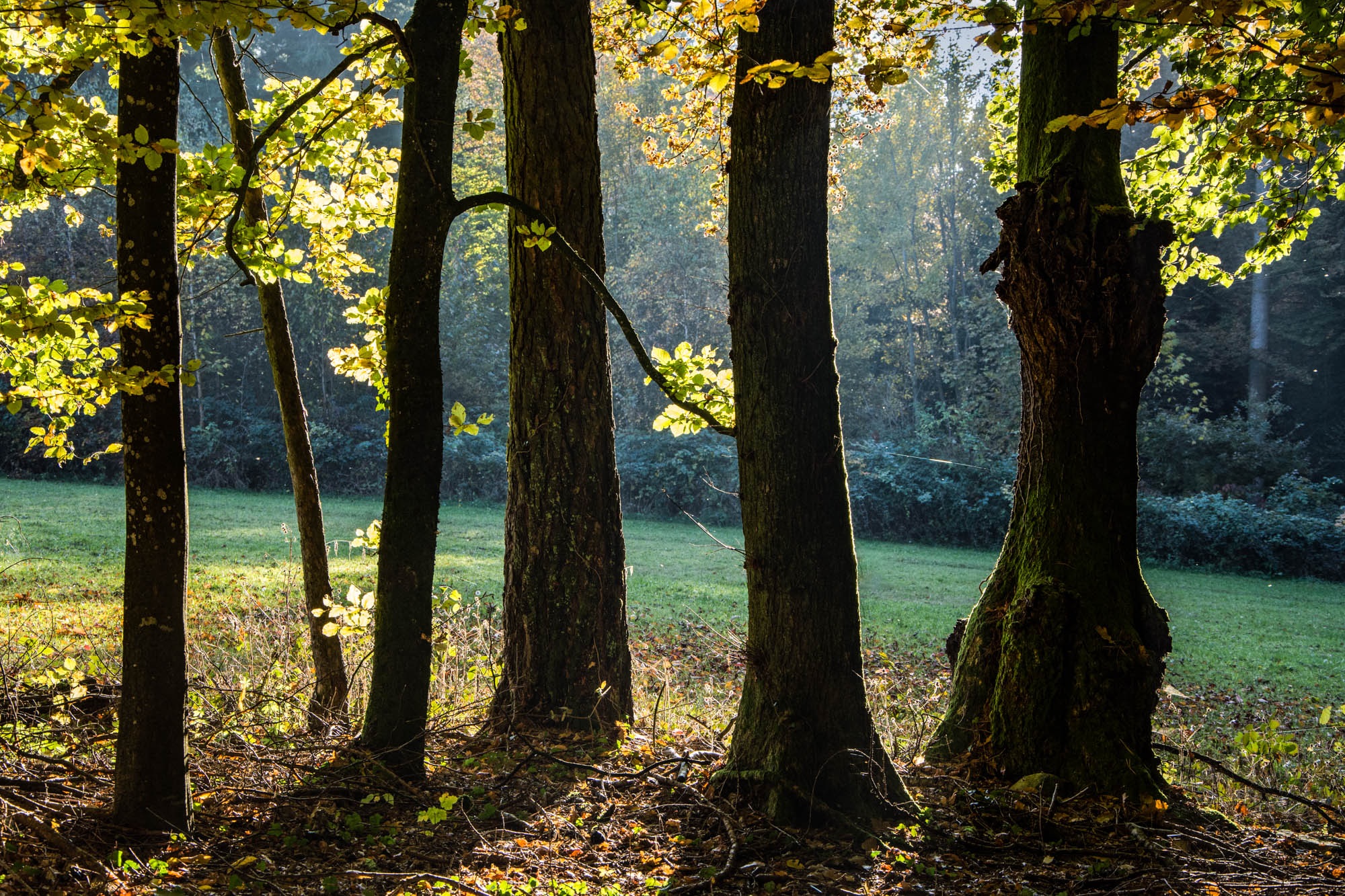Several trees on the side of the forest free image download