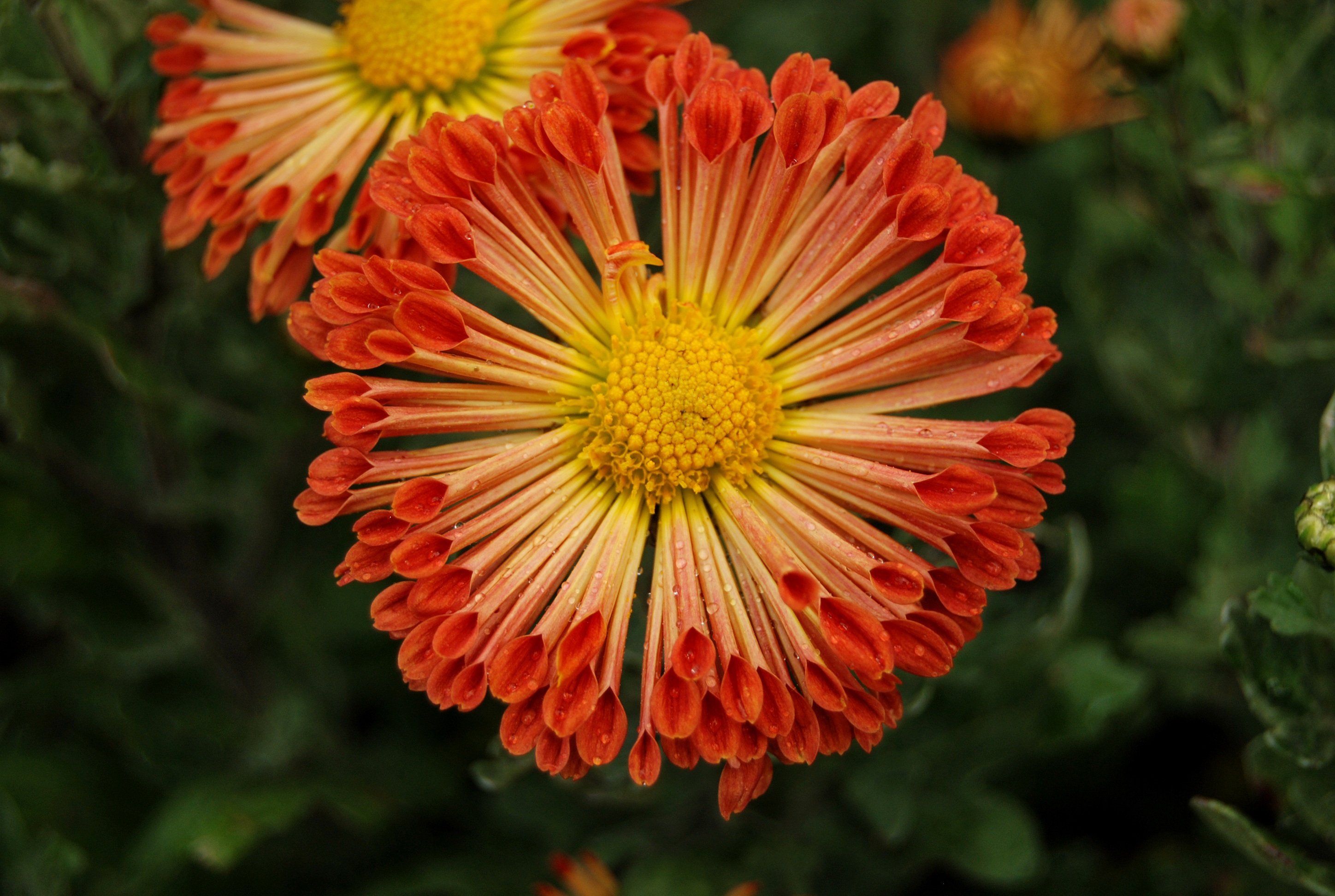 A beautiful orange flower free image download
