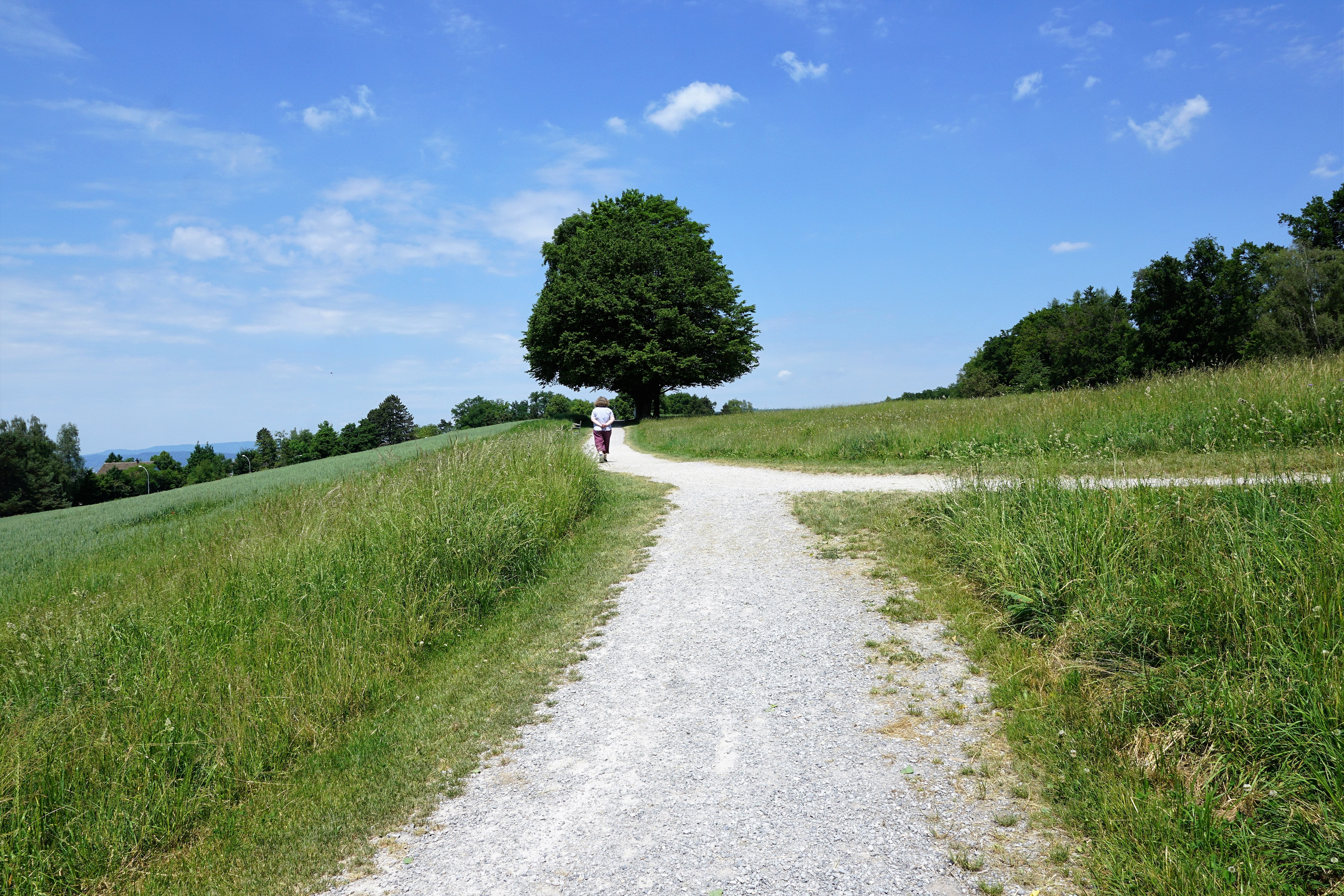 Zollikon Landscape Nature free image download