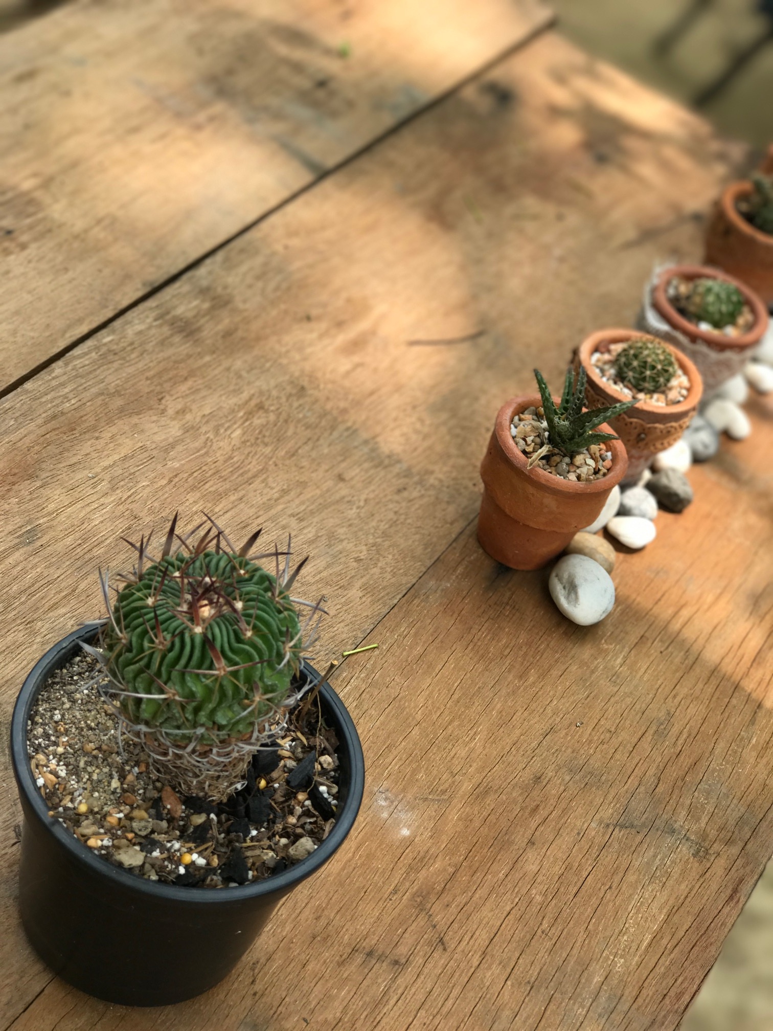 Cactus potting table free image download