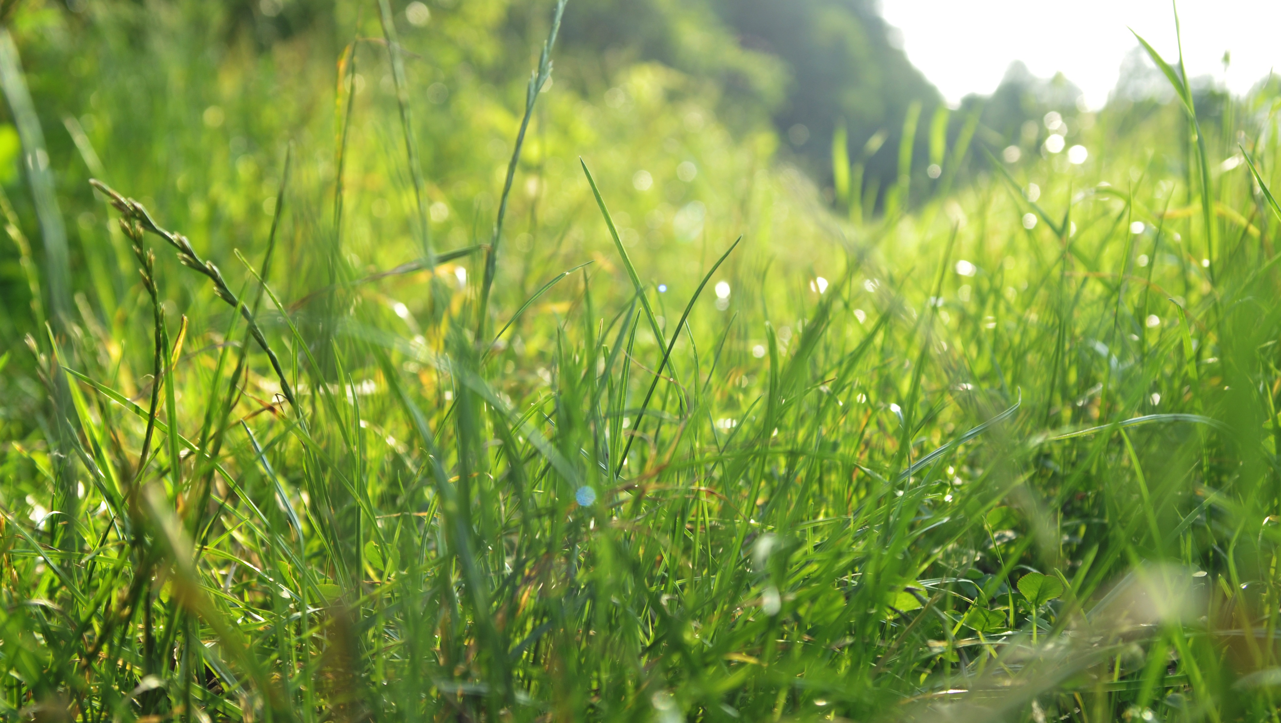 Grass Meadow free image download