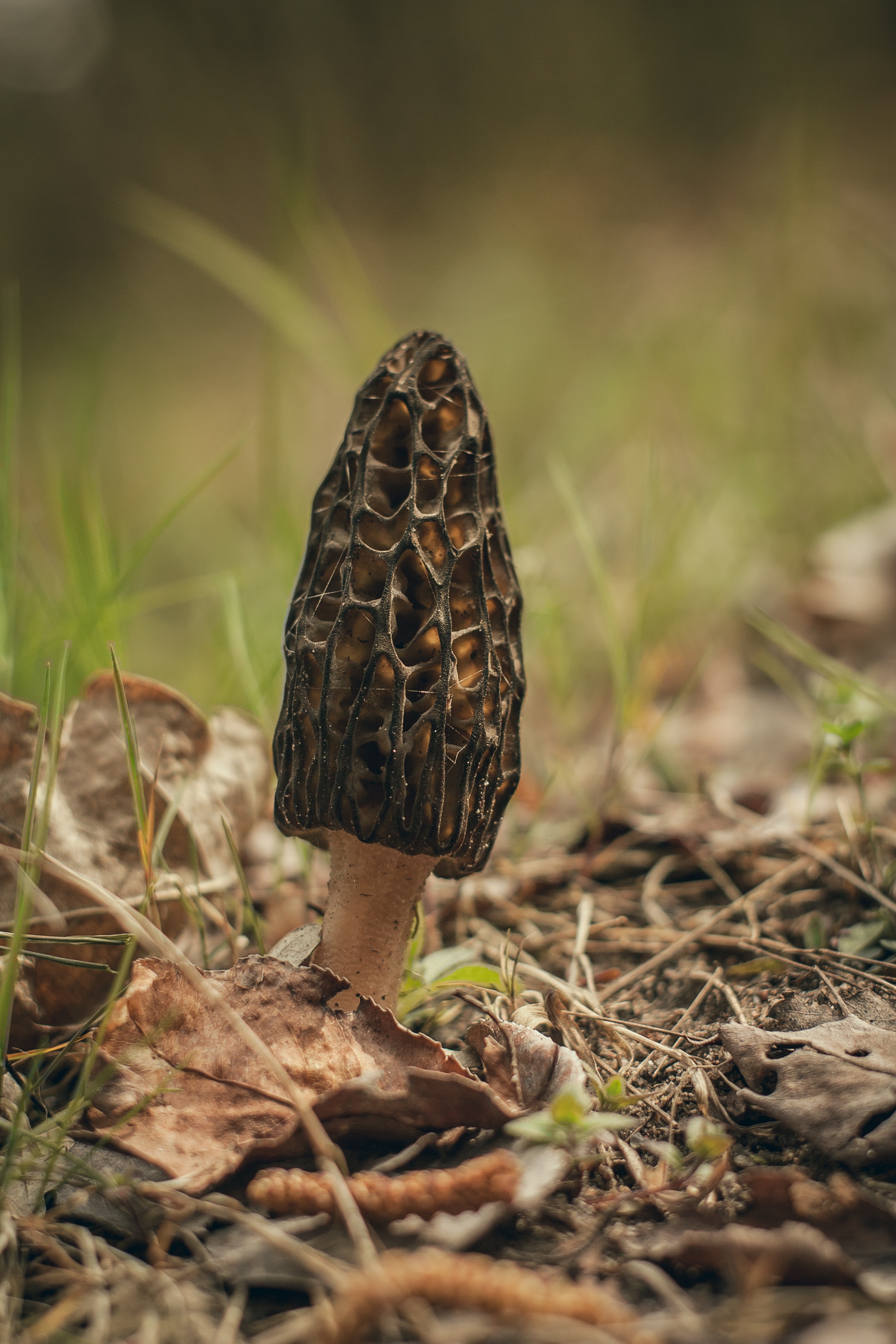 Morchella Conica Mushroom Macro free image download