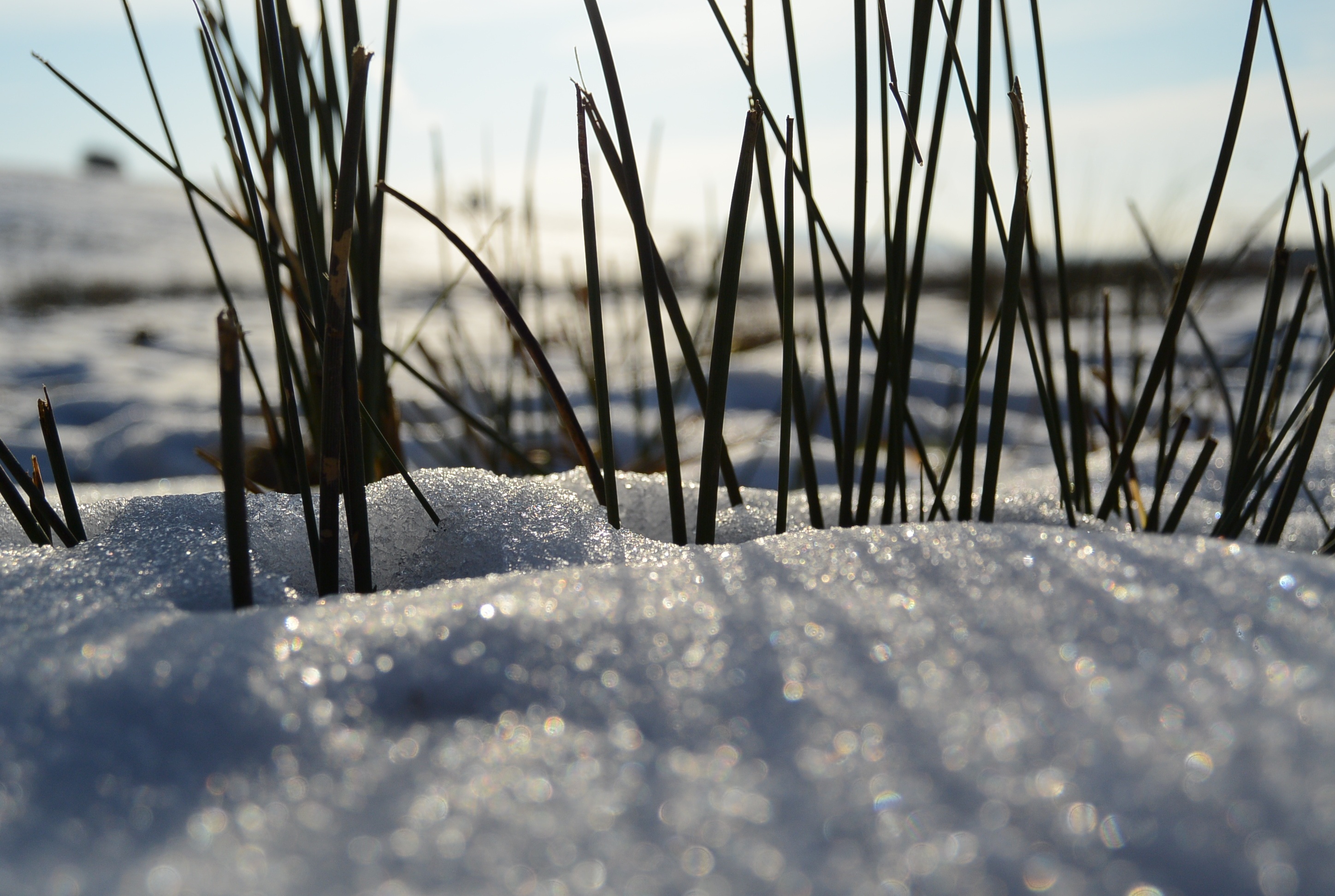 Grass Ice Nature free image download