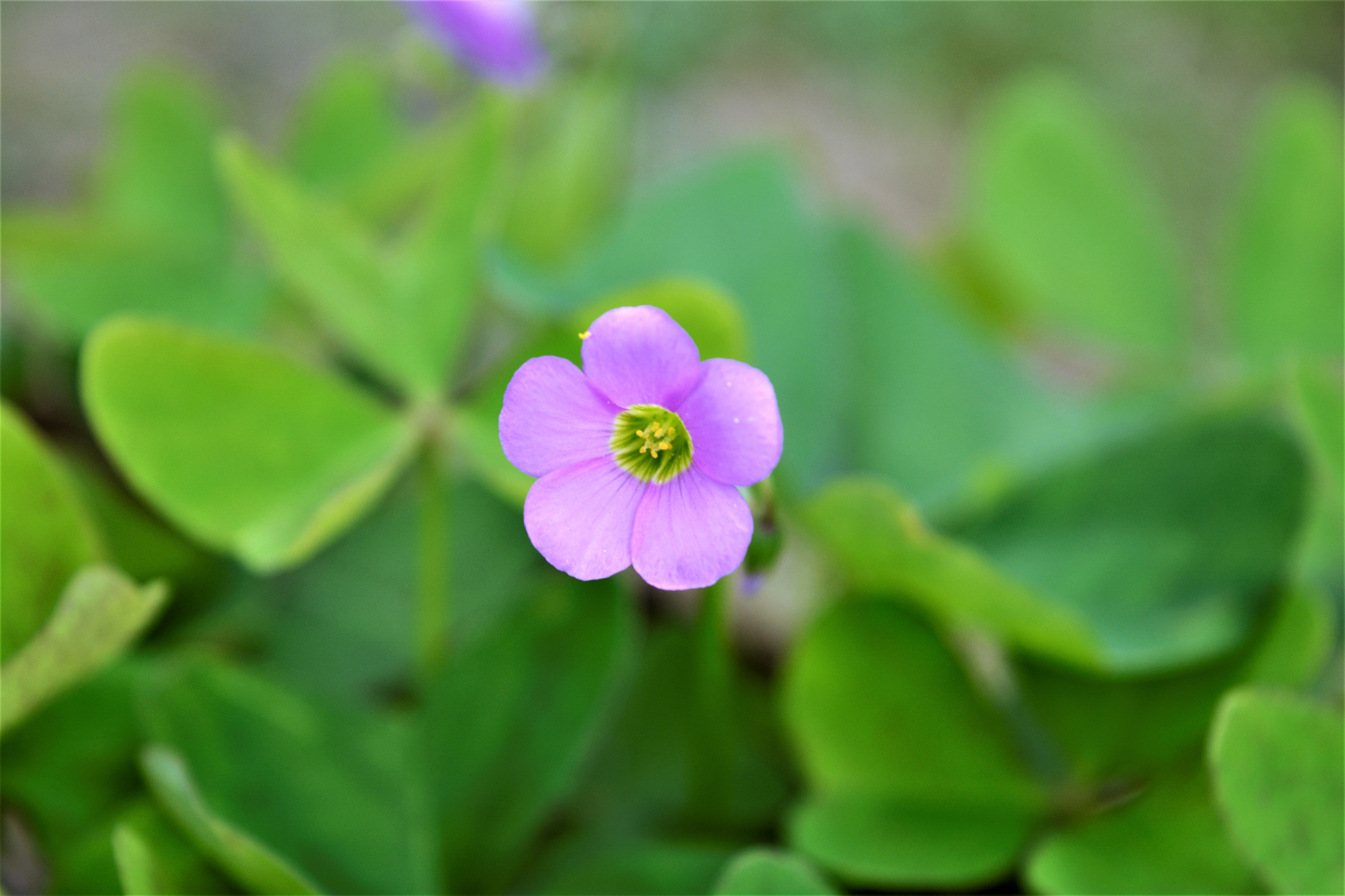 Natural pinkish Flower free image download